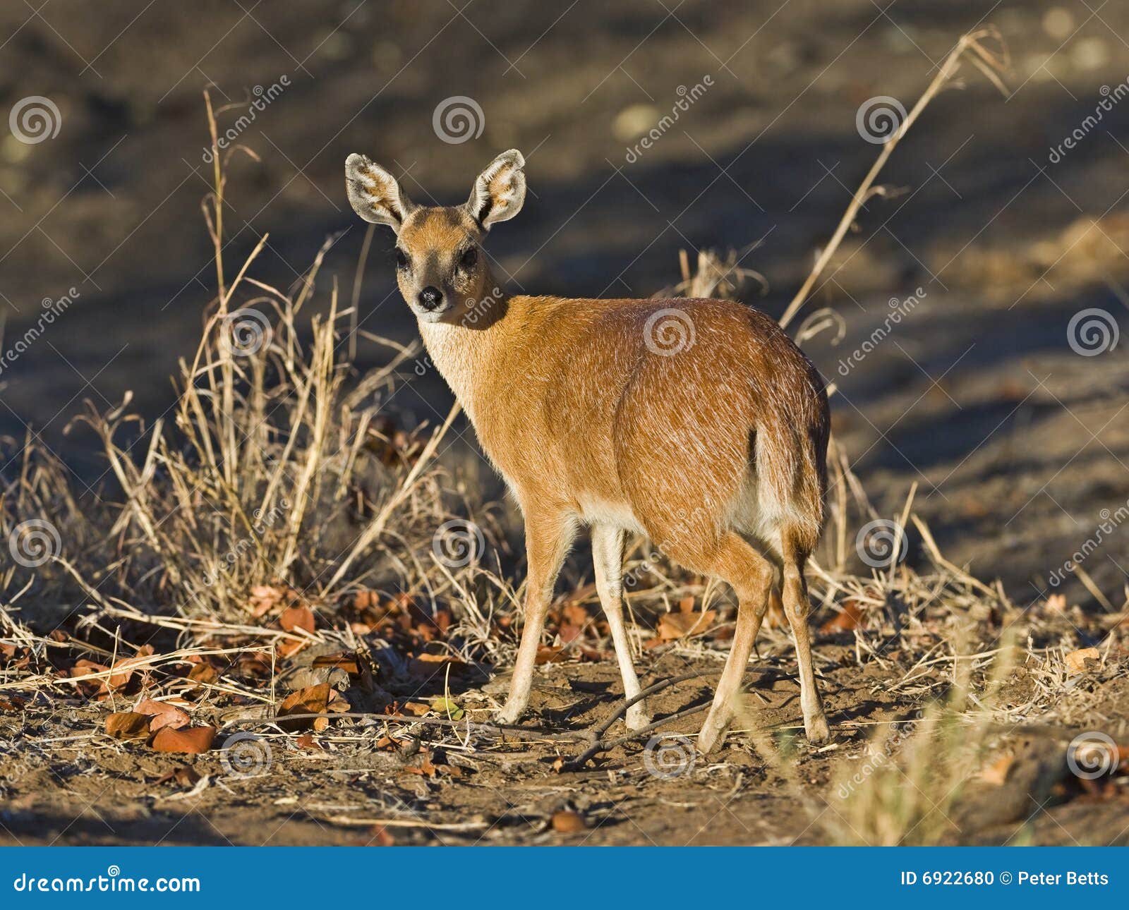 Grysbok dello Sharpe fotografia stock. Immagine di turismo - 6922680