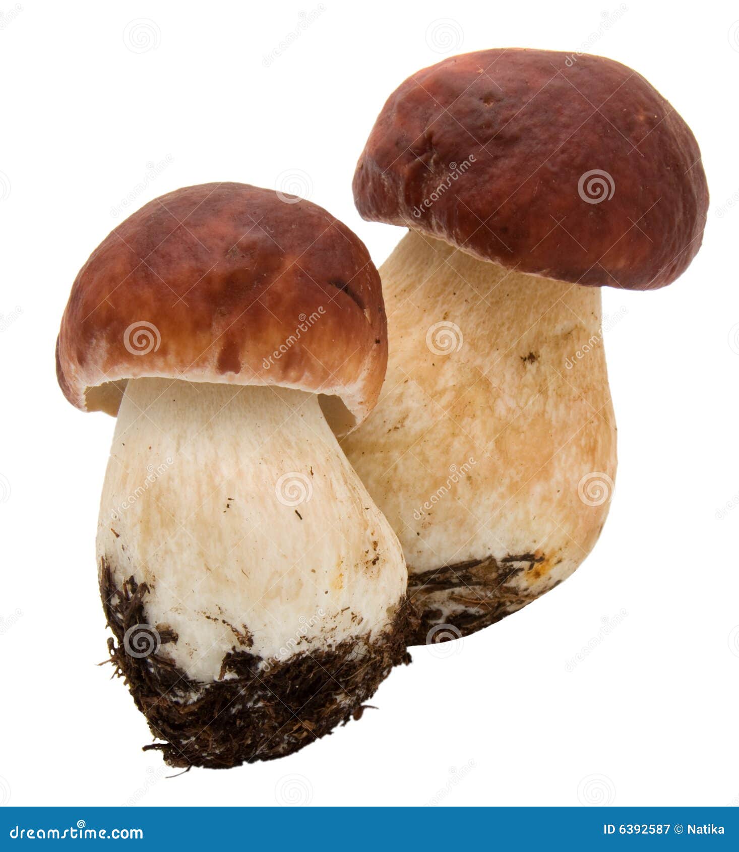 Grzyby jadalne obraz stock. Obraz złożonej z pieczarka - 6392587