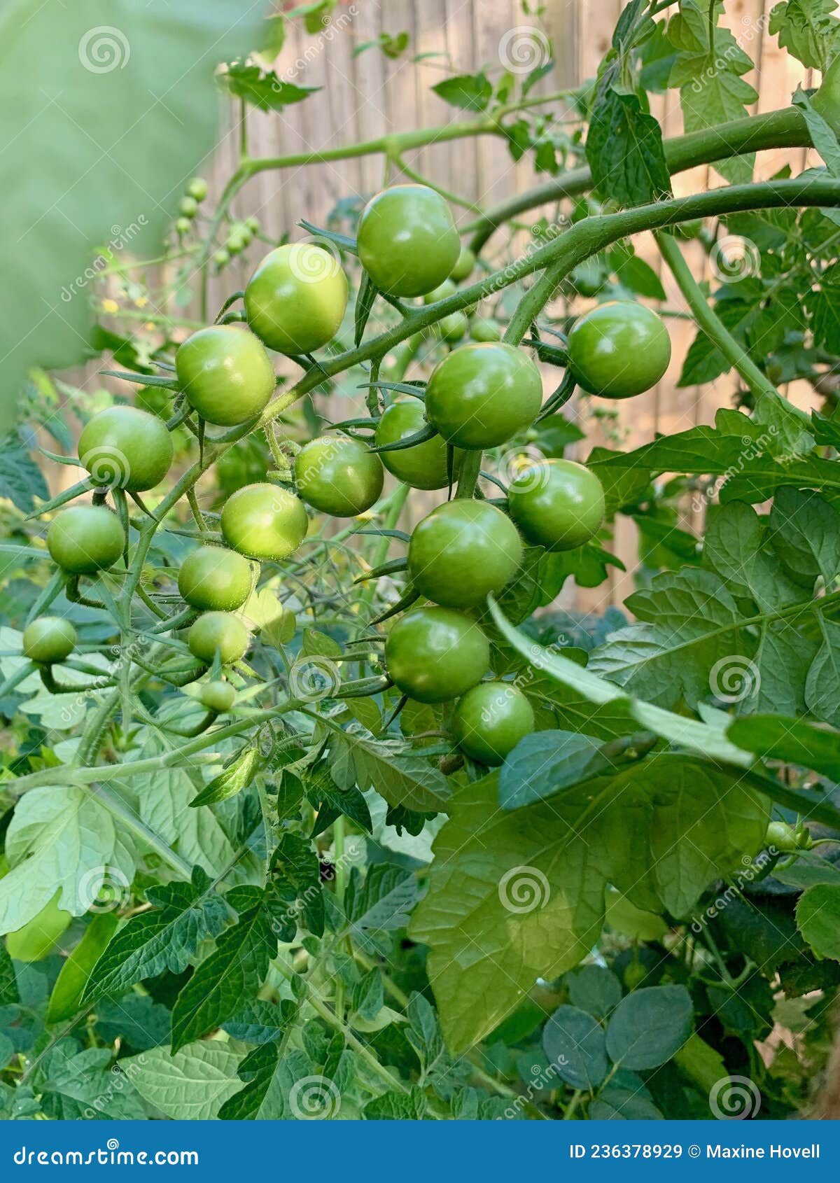 Gröna Tomater Som Odlas På Sommaren Fotografering för Bildbyråer - Bild ... Gröna Tomater Som Odlas På Sommaren Fotografering för Bildbyråer - Bild ...