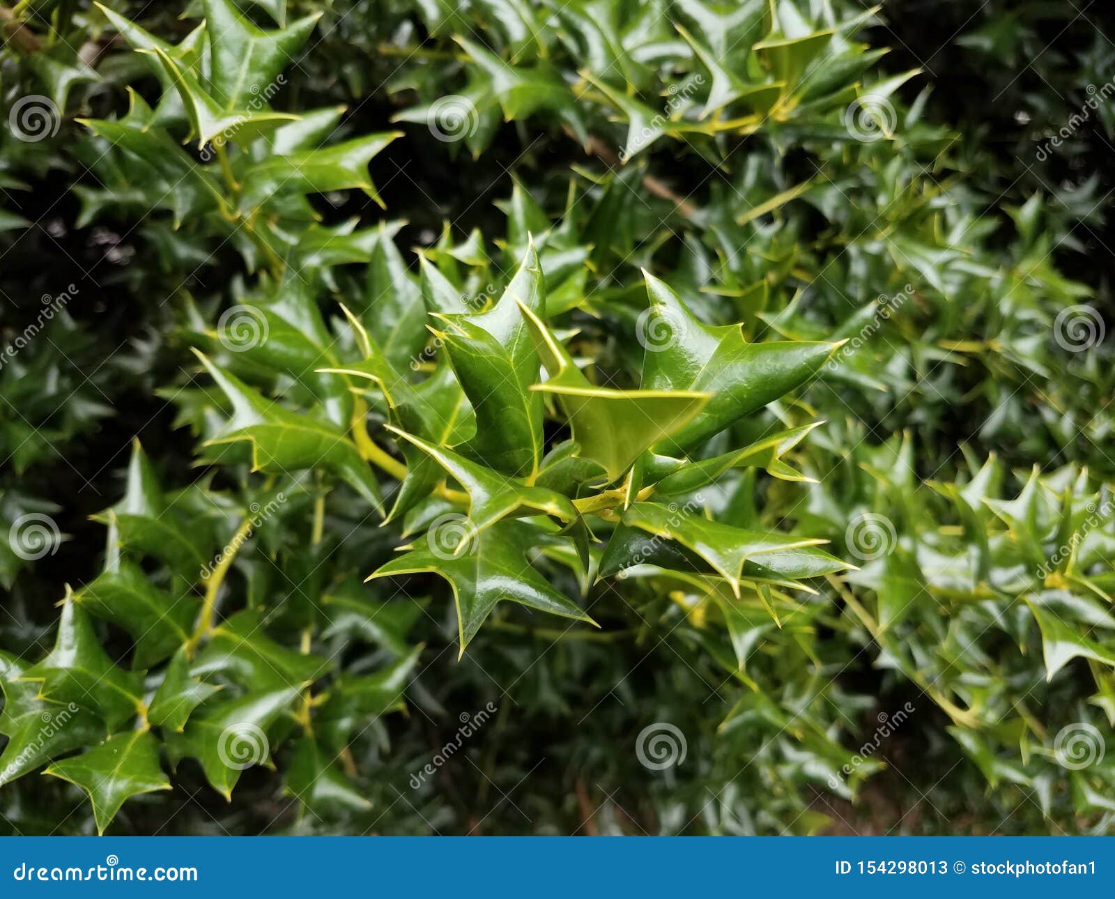Grüner Stacheliger Scharfer Stechpalmenbusch Oder -anlage Stockbild - Bild von spitz, grün ...