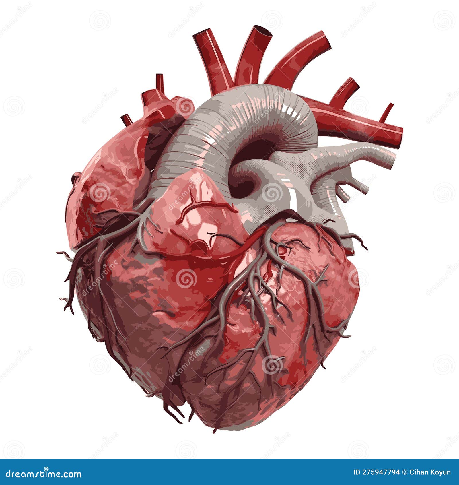 Anatomy Healthy Skinless Human Body Muscle System Stock Illustration ...
