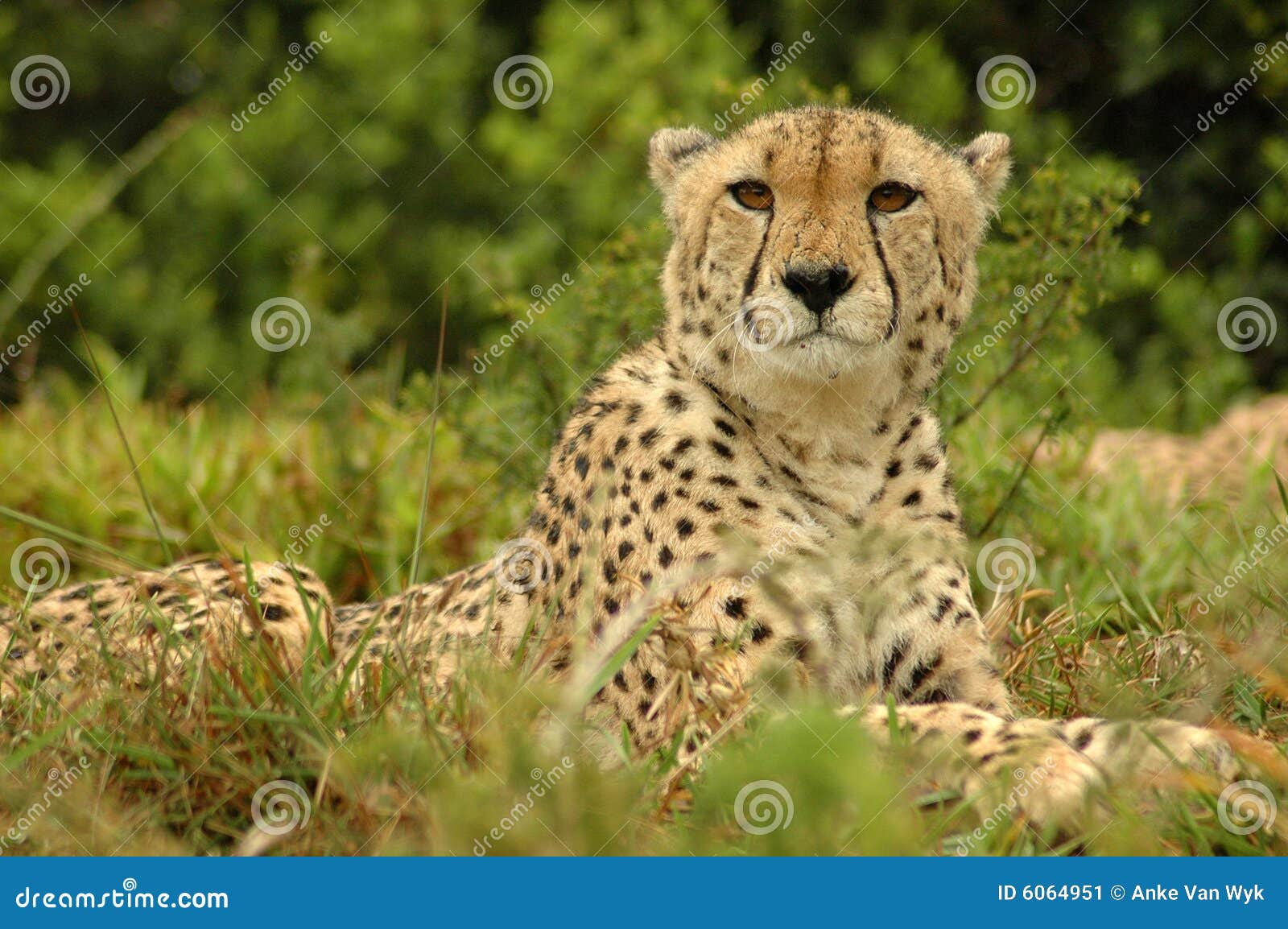 Guépard image stock. Image du tête, visage, afrique, mammifère - 6064951