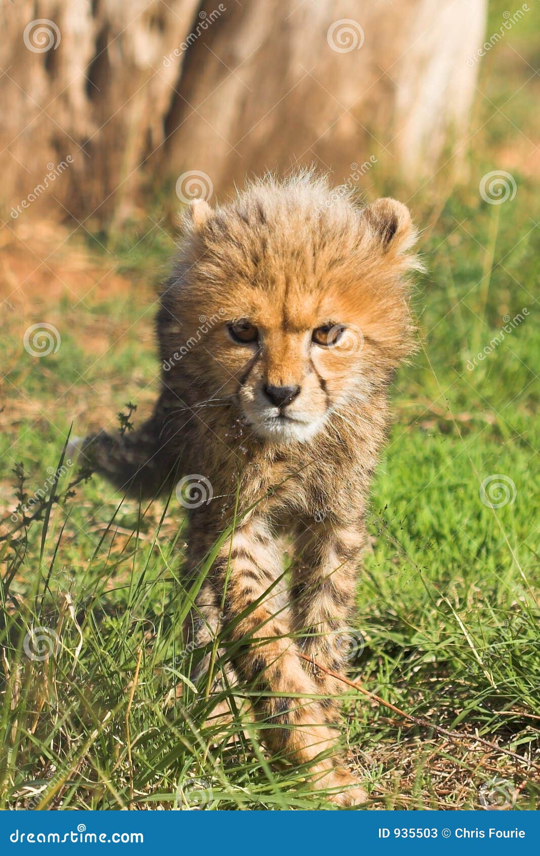 Guépard Cub image stock. Image of configurations, pouvoir - 935503