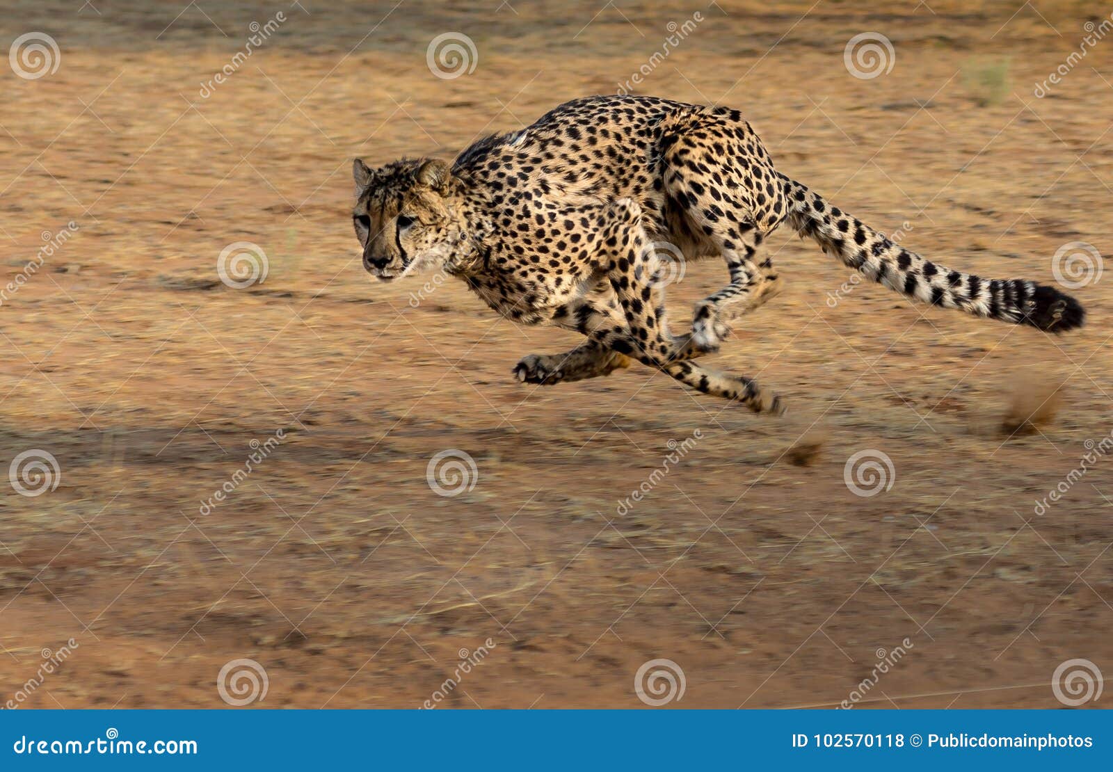 Gu?pard, Animal Terrestre, Faune, Mammif?re Image. Image: 102570118