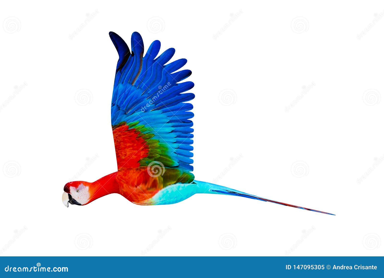Guacamaya Isolated on White Stock Illustration - Illustration of ...