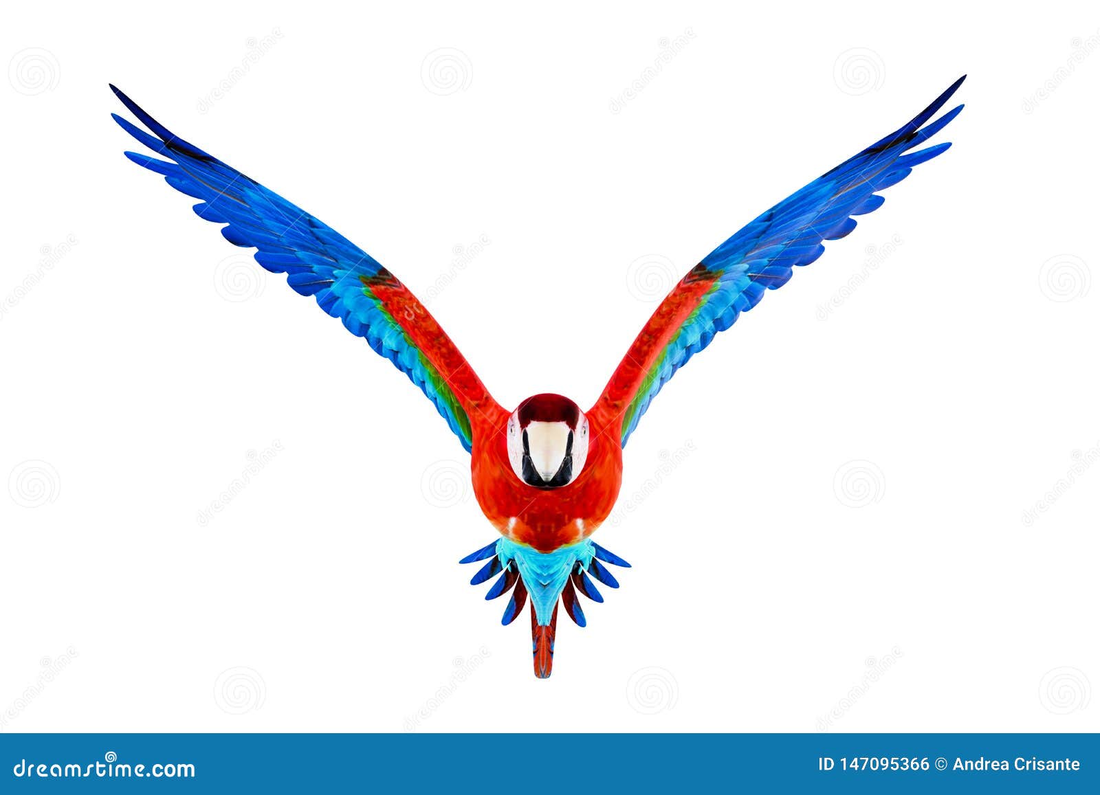 Guacamaya Isolated on White Stock Illustration - Illustration of ...