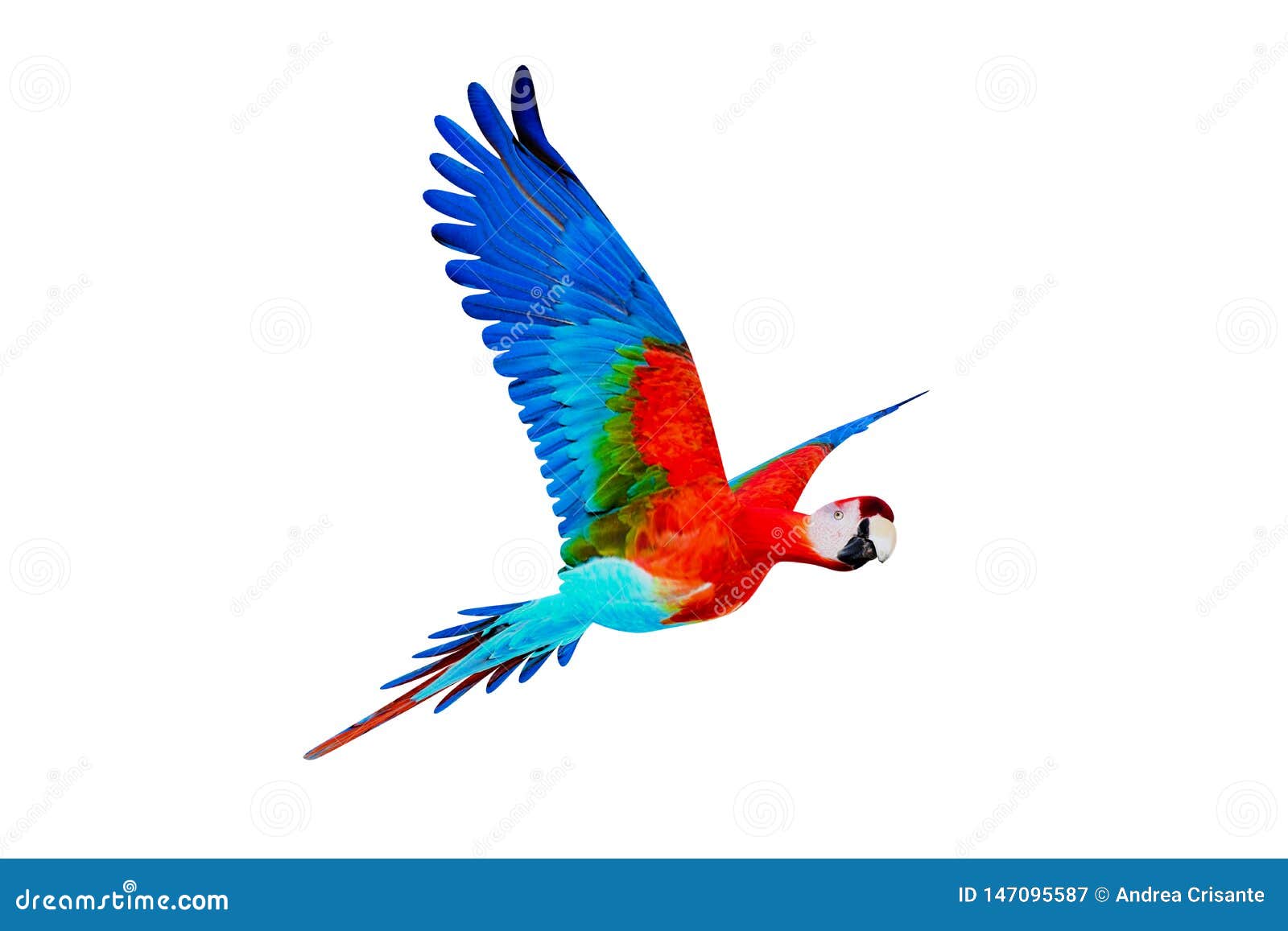 Guacamaya Stock Illustrations – 40 Guacamaya Stock Illustrations ...