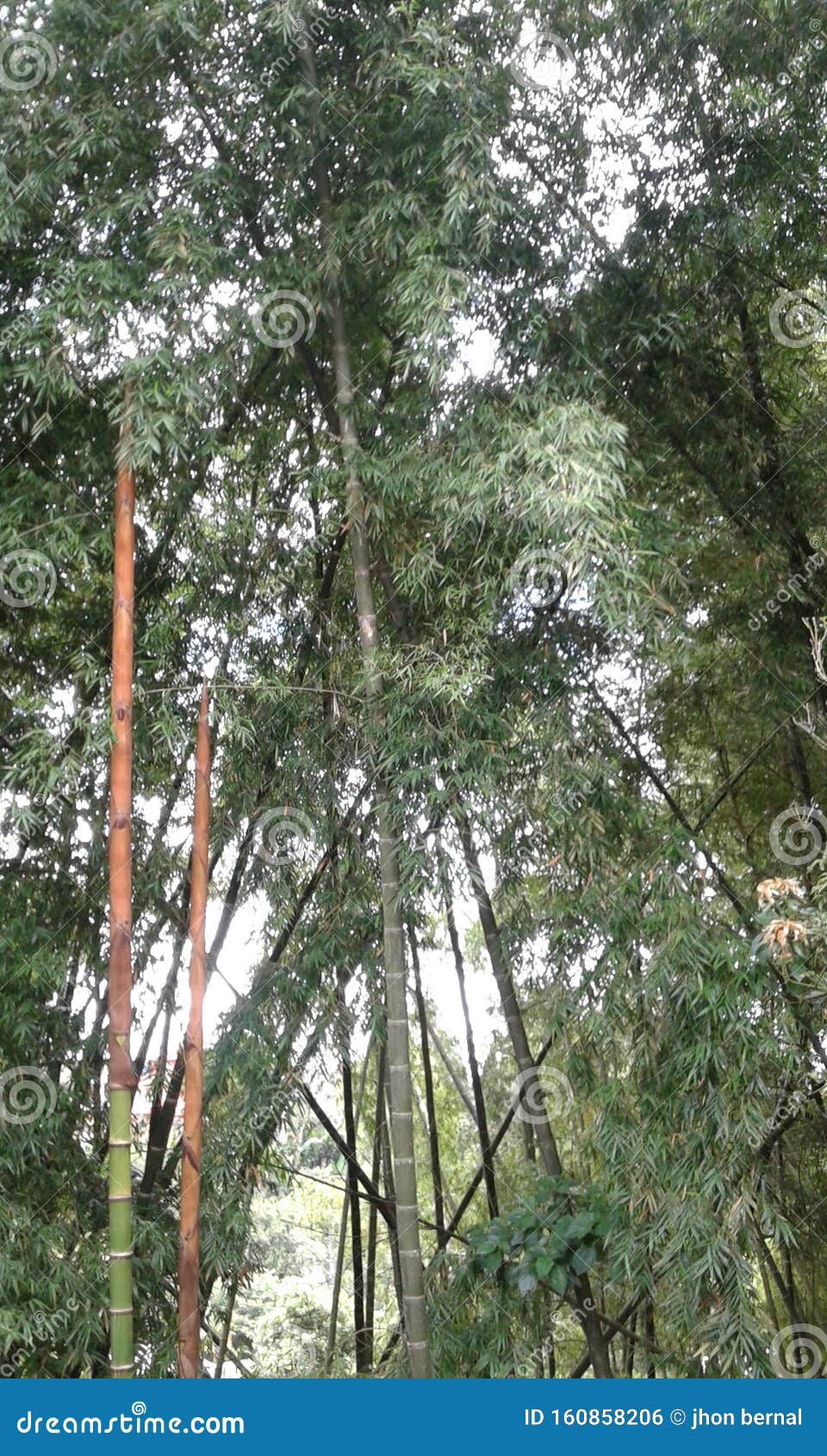 Guadua Angustifolia Colombia Foto de archivo - Imagen de futuro, madera ...