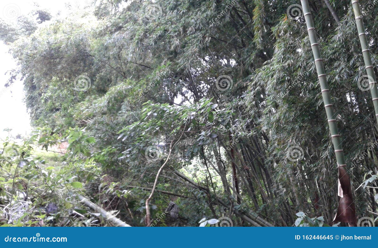 Guadual Nature and Forest Production Projects Stock Image - Image of ...