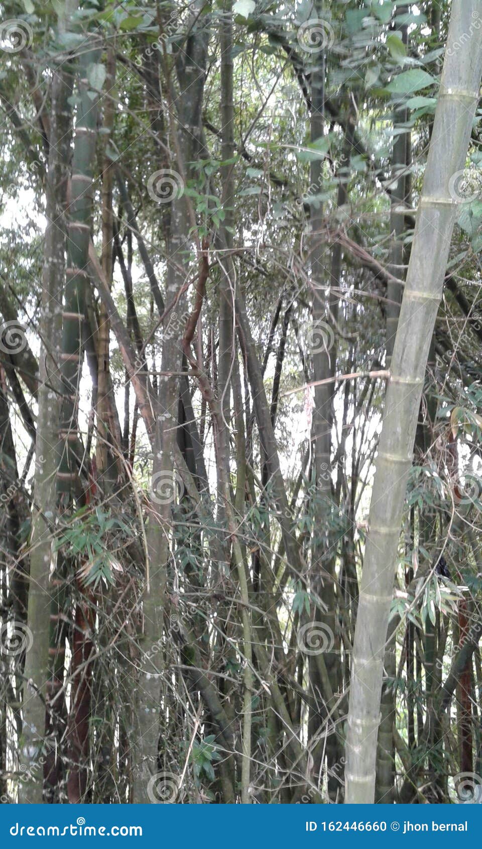 Guadual Nature and Forest Production Projects Stock Photo - Image of ...