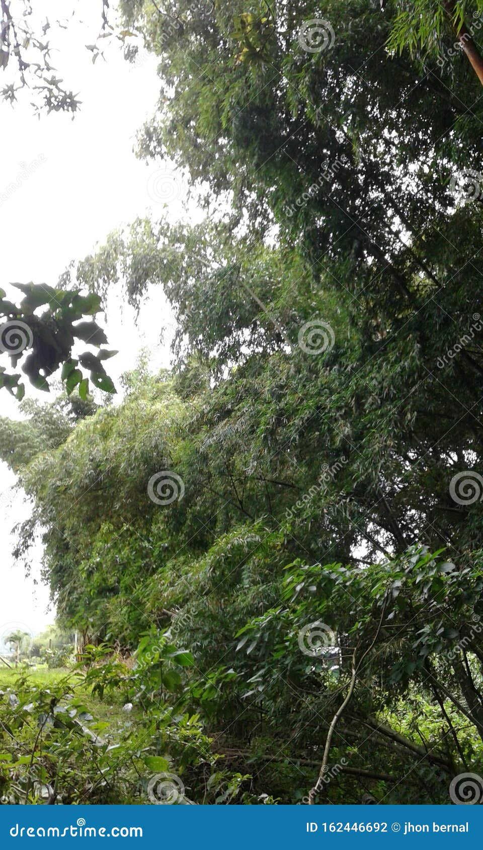 Guadual Nature and Forest Production Projects Stock Photo - Image of ...