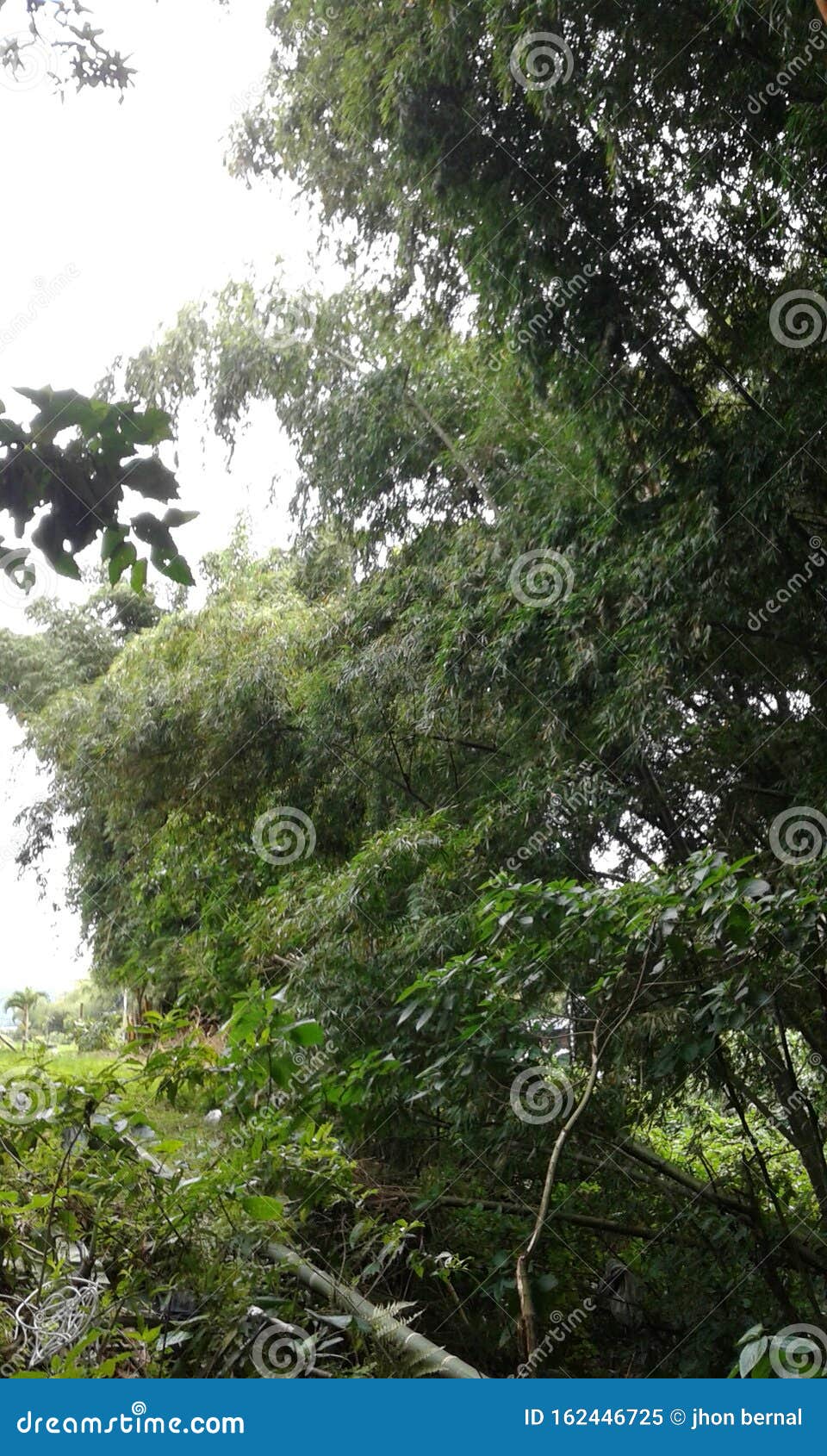 Guadual Nature and Forest Production Projects Stock Image - Image of ...