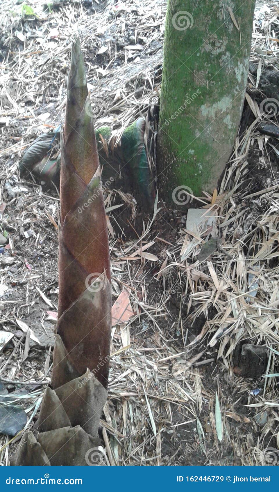 Guadual Nature and Forest Production Projects Stock Image - Image of ...