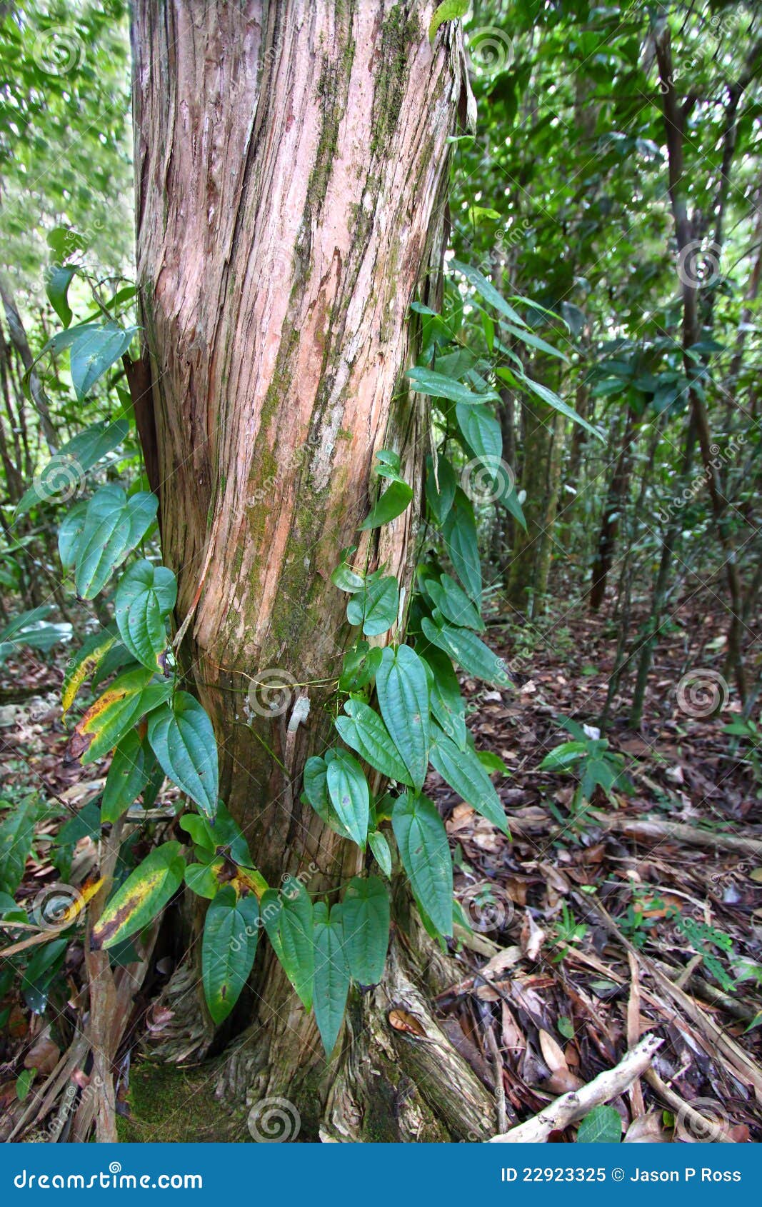 Guajataca Forest of Puerto Rico Stock Image - Image of parkland ...
