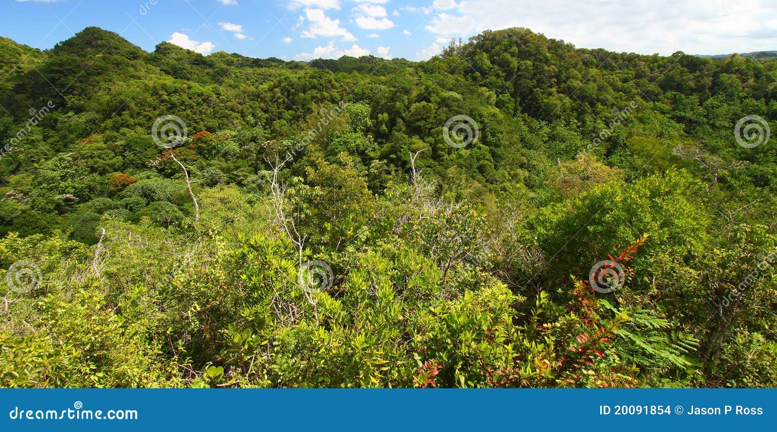 Guajataca Forest Reserve - Puerto Rico Stock Photo - Image of tree ...