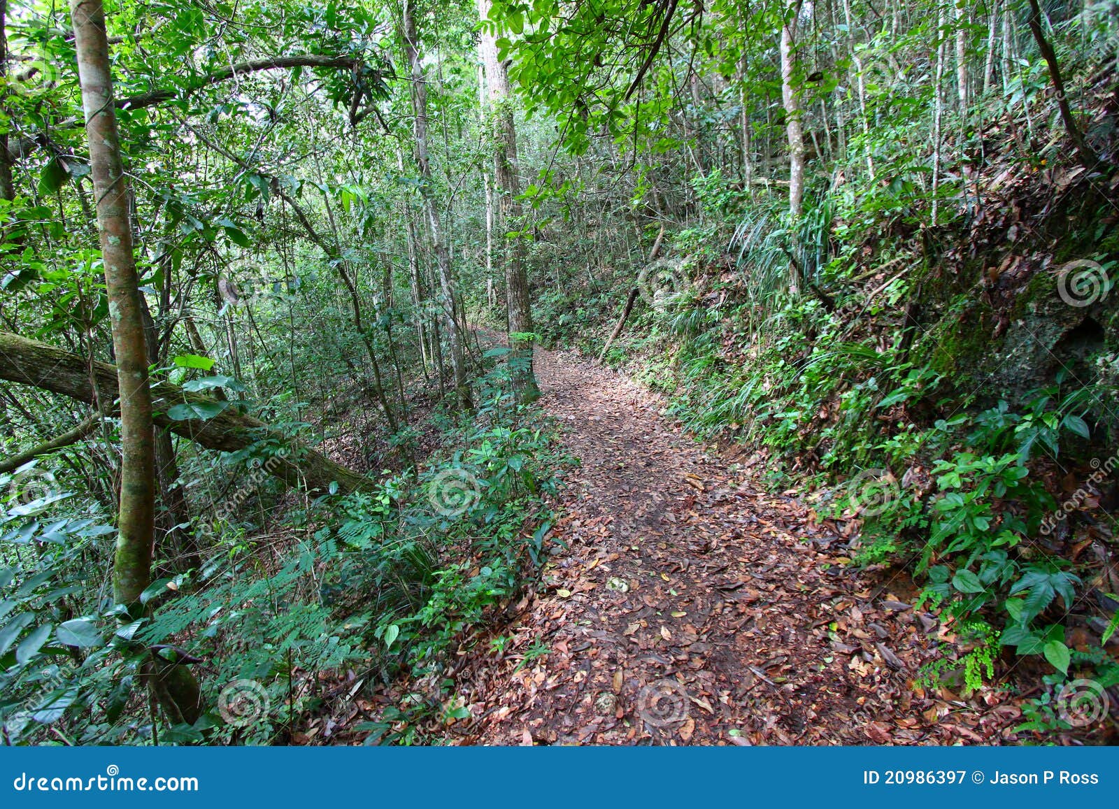 Guajataca Forest Reserve Trail Stock Image - Image of puerto, state ...