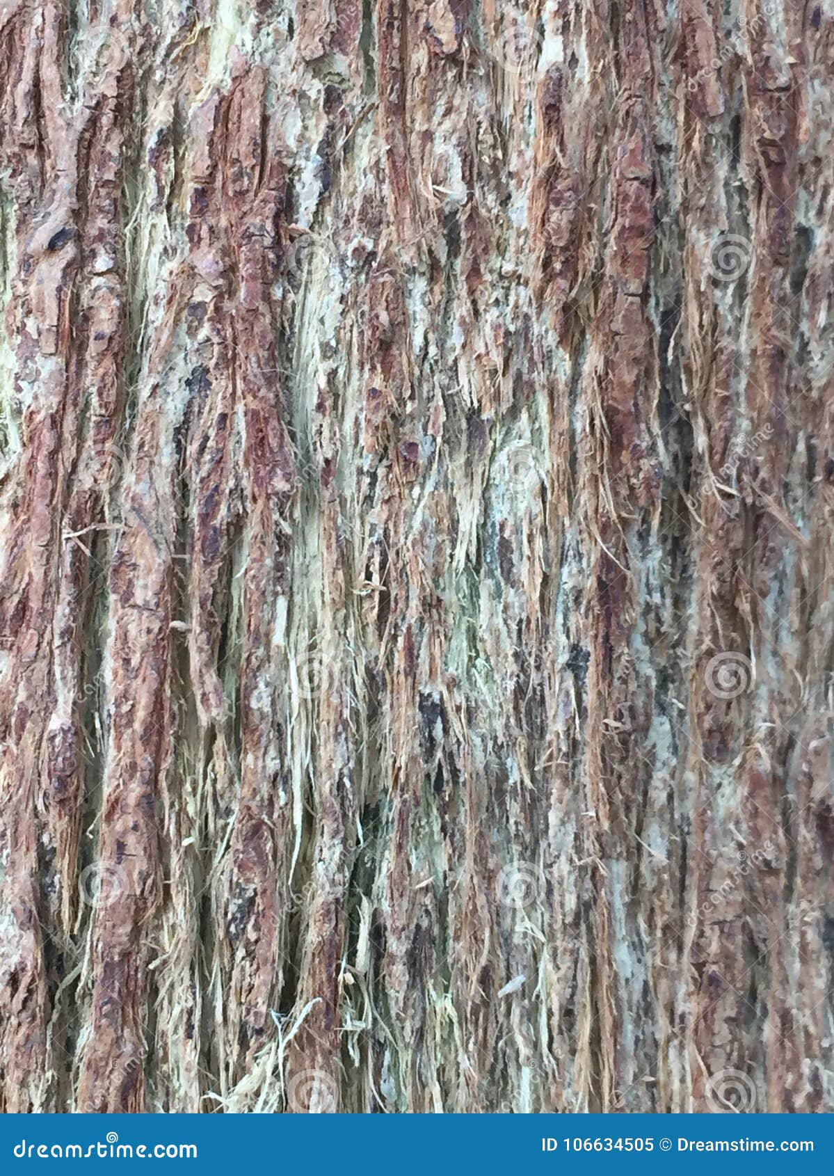 Guaje tree stock image. Image of nature, tree, guaje - 106634505