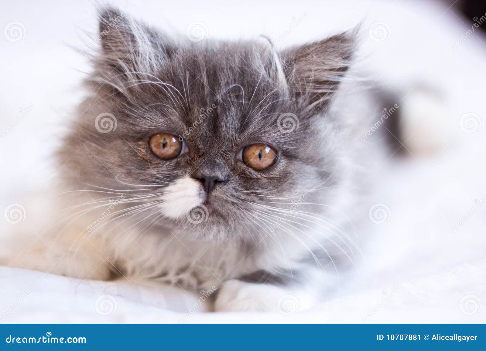 Guali stock image. Image of cinza, persa, guali, persian - 10707881