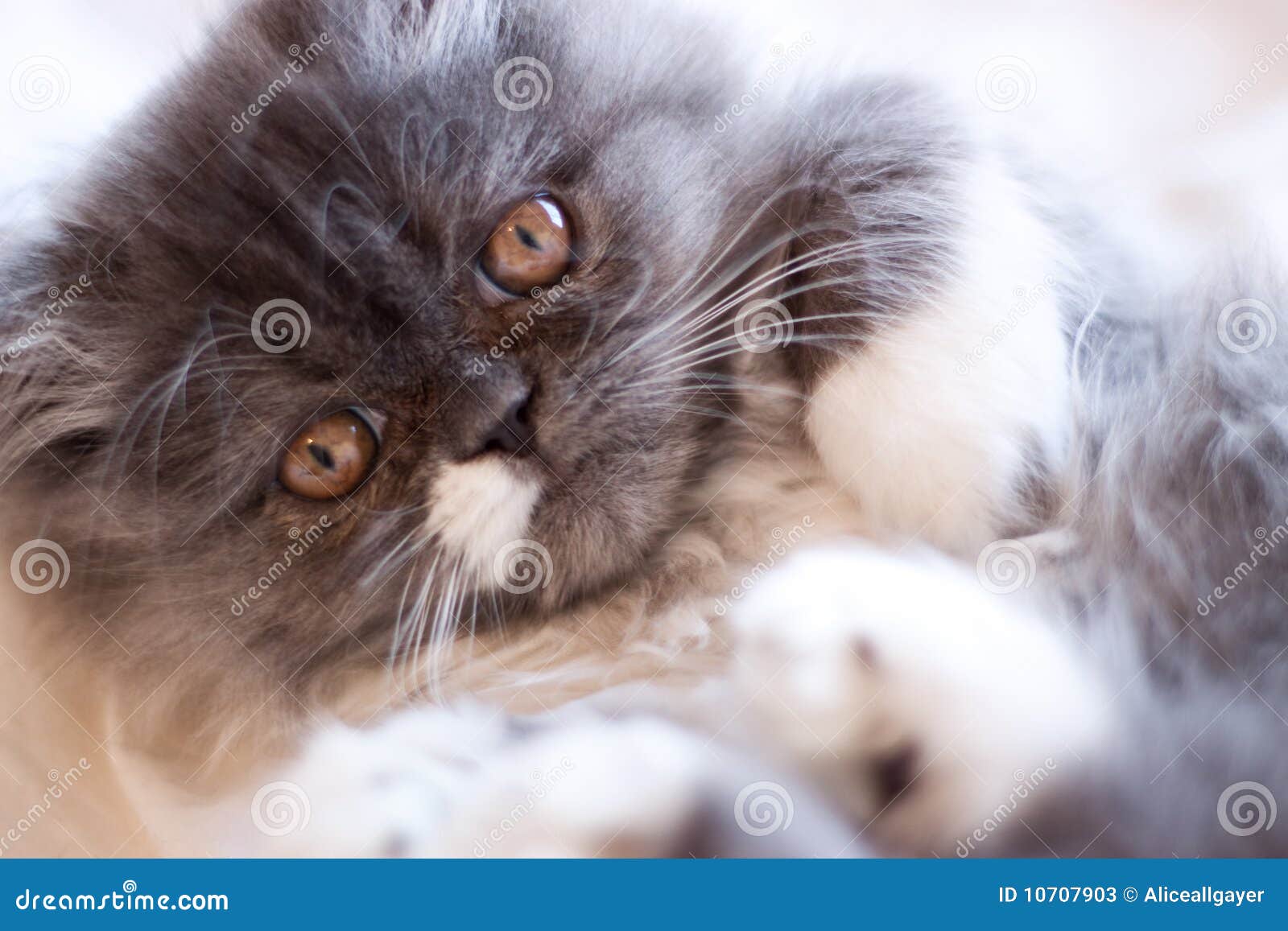 Guali stock image. Image of persa, gray, branco, sweet - 10707903