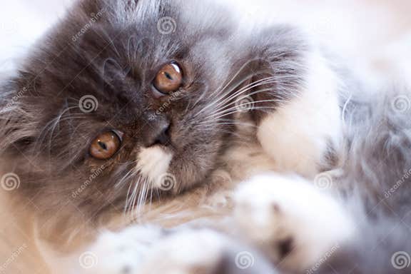 Guali stock image. Image of persa, gray, branco, sweet - 10707903