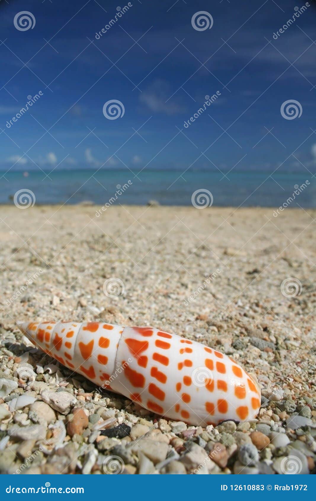 Guam beach seashell stock image. Image of shell, object - 12610883
