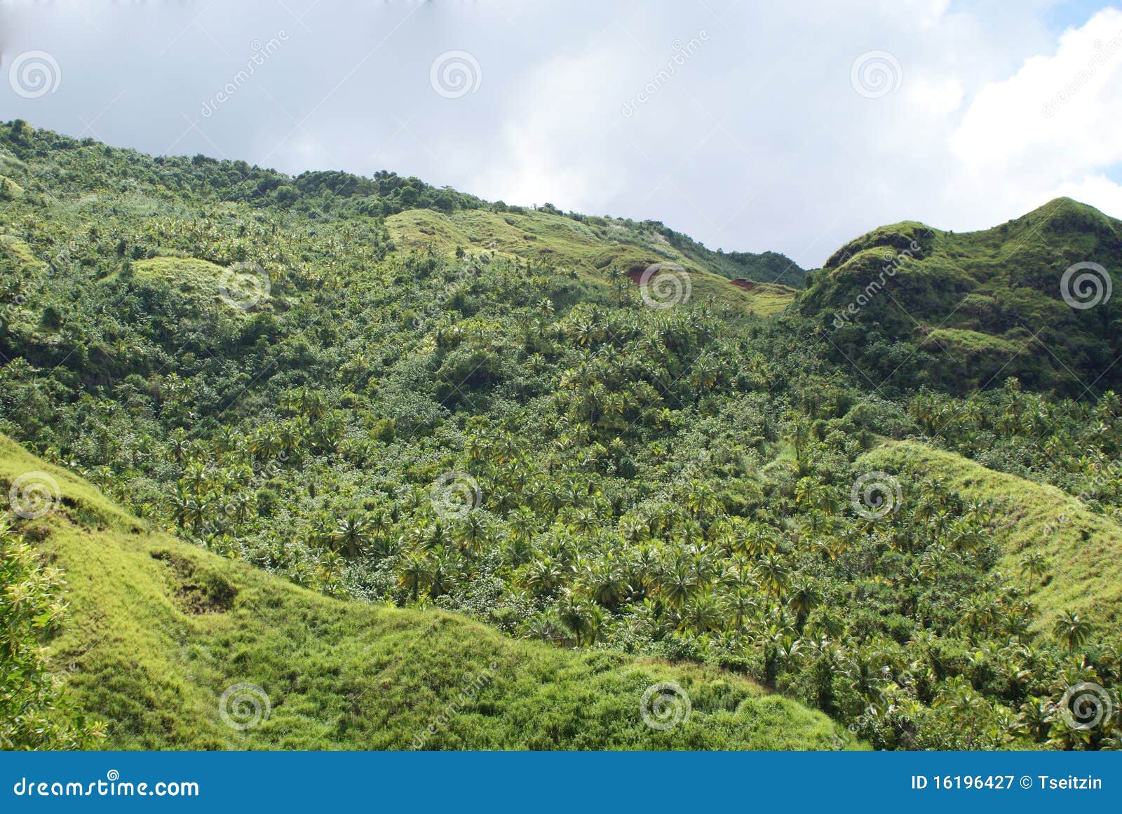 Guam jungle stock image. Image of nature, idyllic, grove - 16196427