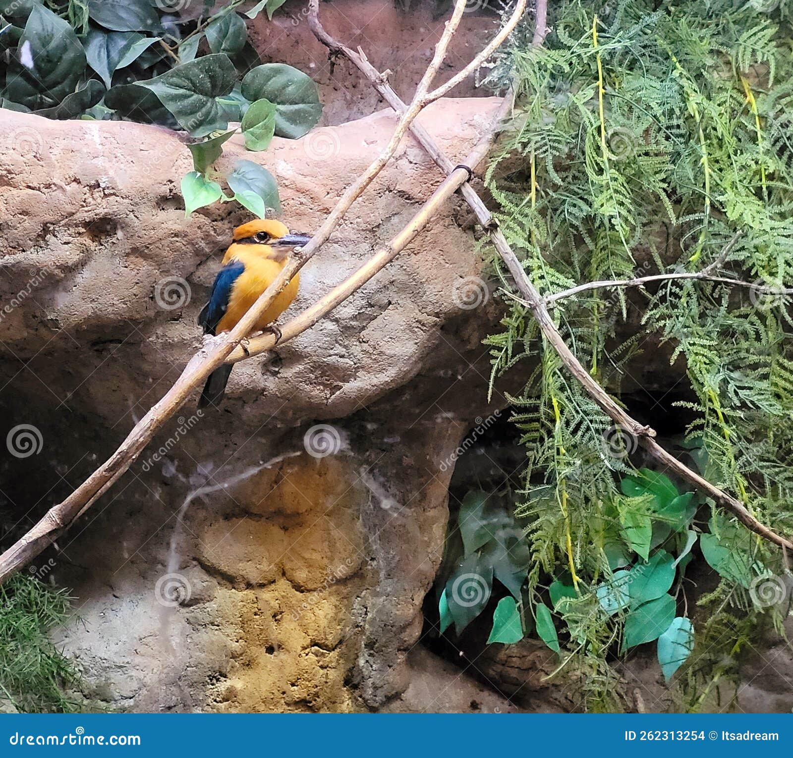 Guam Kingfisher in Memphis Zoo Stock Photo - Image of captivity, yellow ...