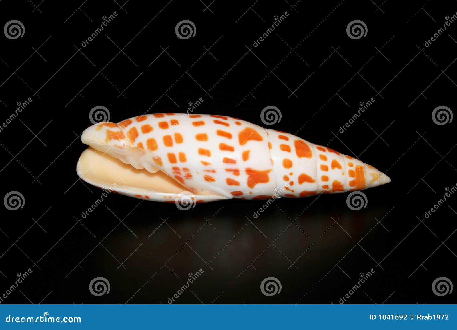 Guam Sea shell stock photo. Image of seashell, objects - 1041692