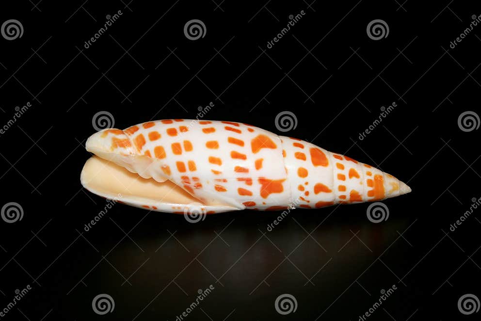 Guam Sea shell stock photo. Image of seashell, objects - 1041692