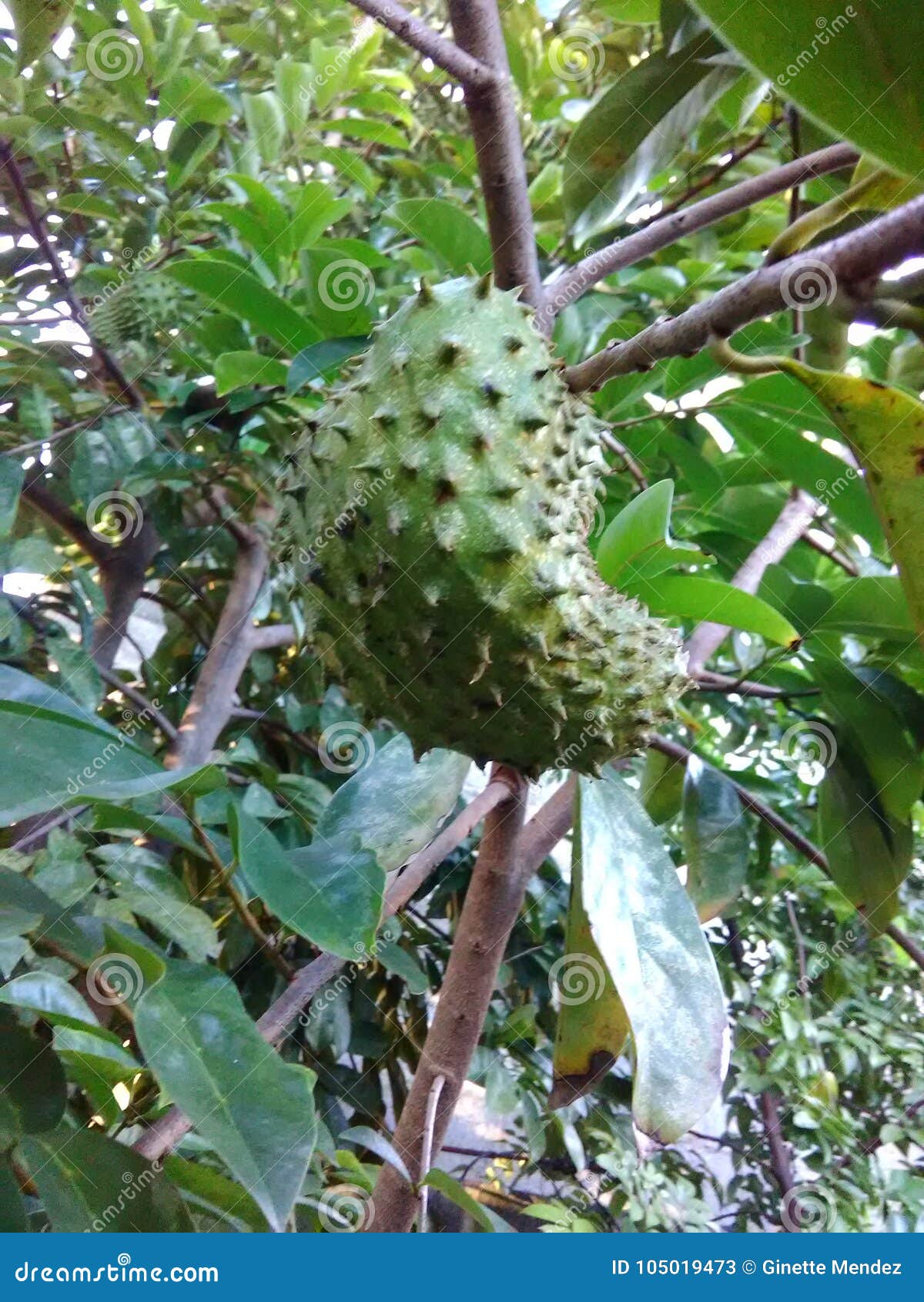 Guanabana tree stock image. Image of fruit, guanabana - 105019473
