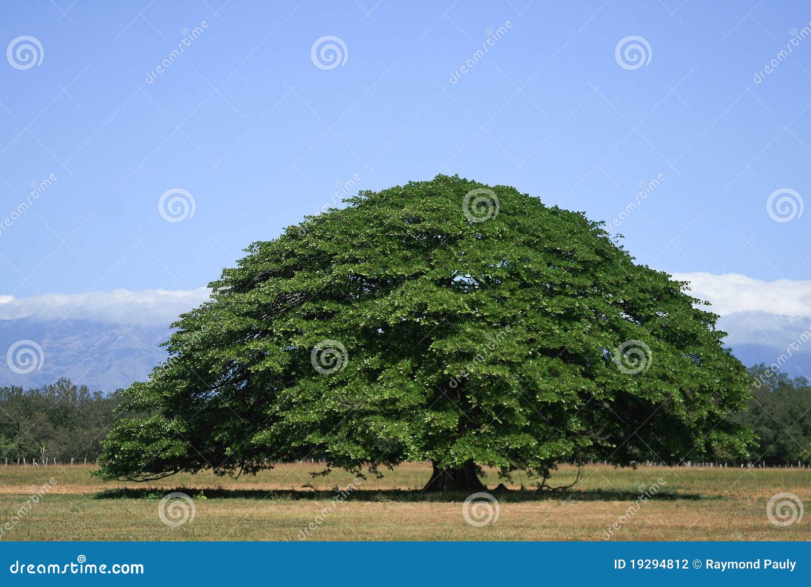 Guanacaste Tree