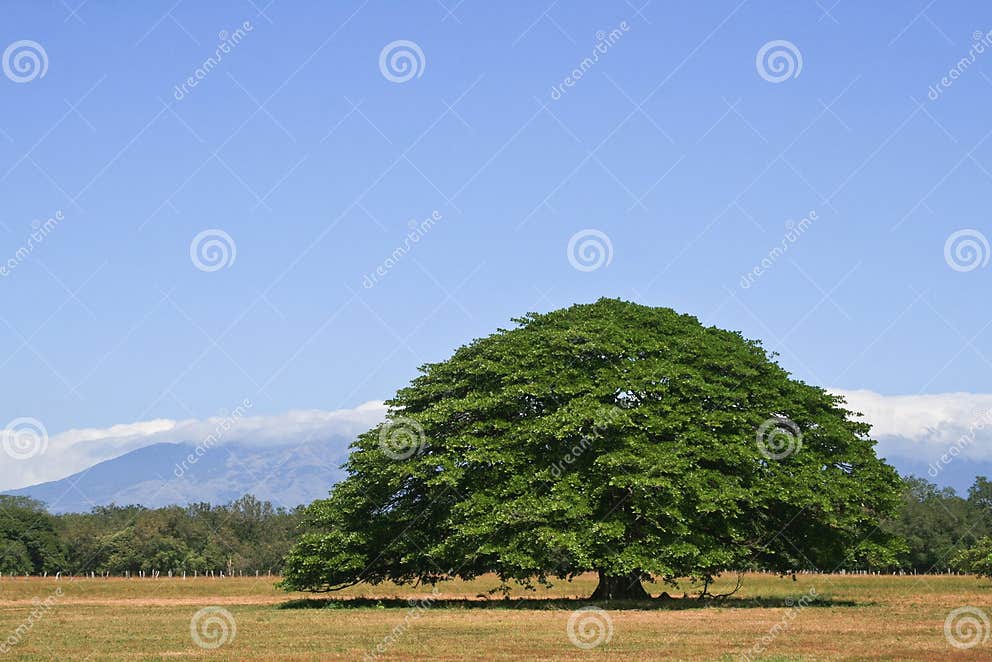 Guanacaste Tree stock photo. Image of tree, green, color - 19294980