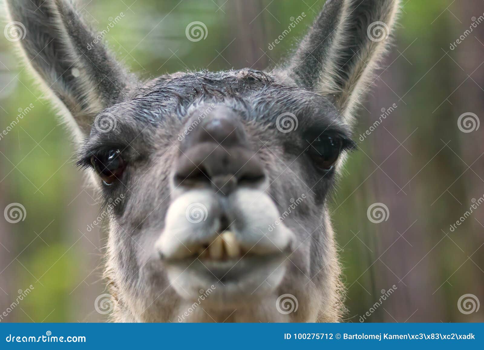Guanaco foto de archivo. Imagen de nariz, america, fauna - 100275712