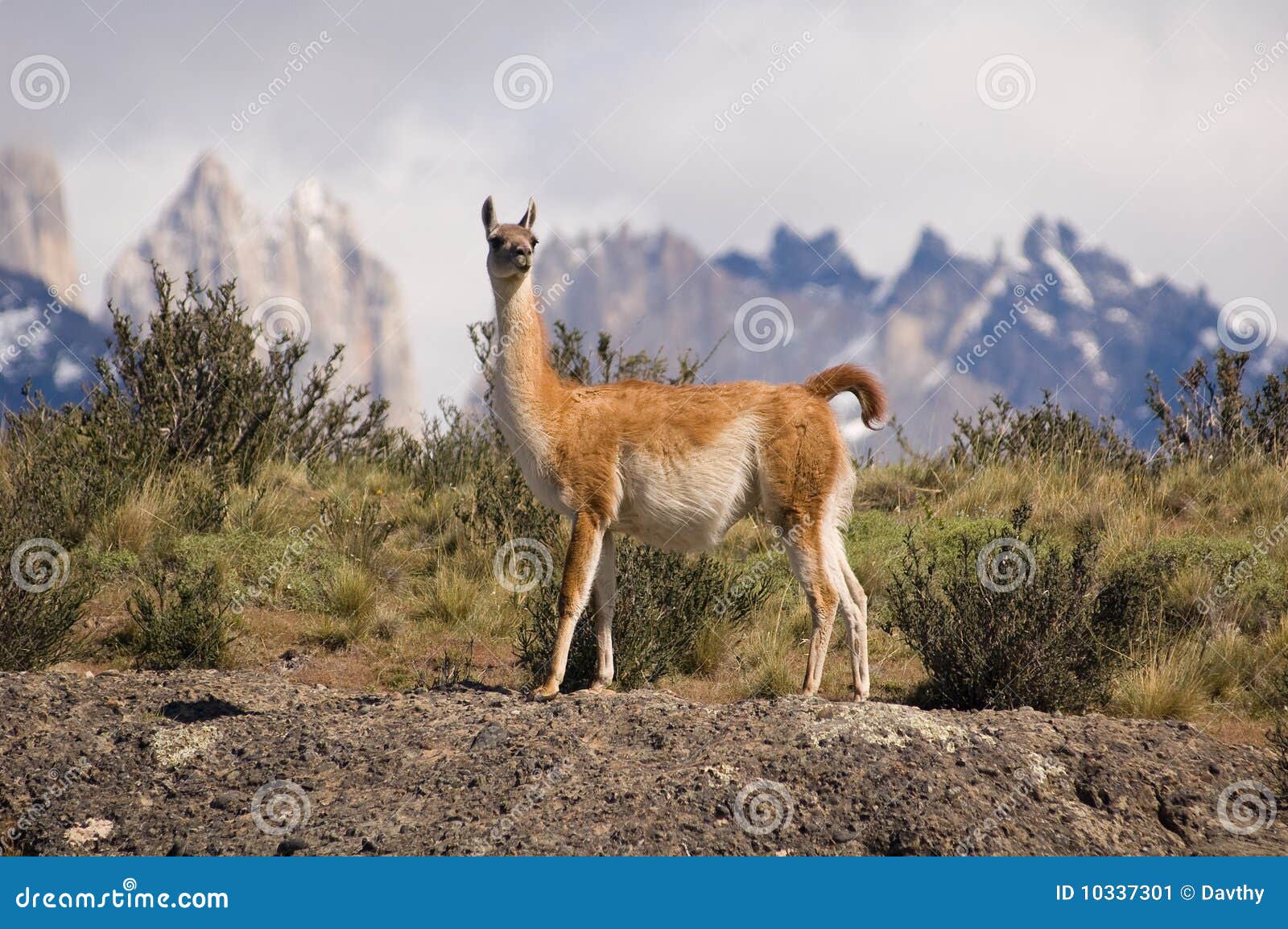 Guanaco stock image. Image of spit, nature, chile, argentina - 10337301