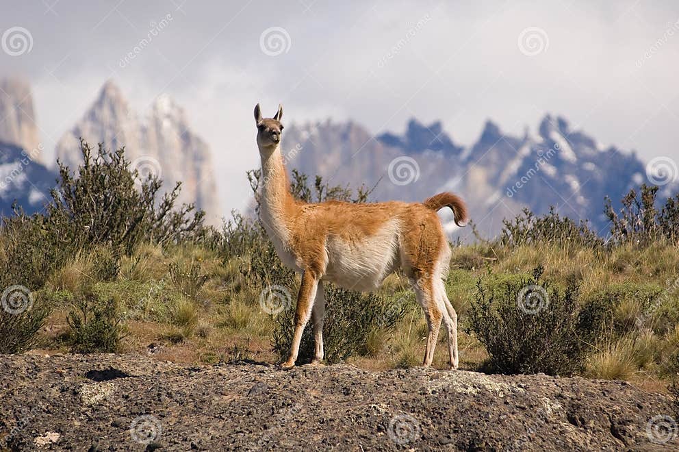 Guanaco stock image. Image of spit, nature, chile, argentina - 10337301