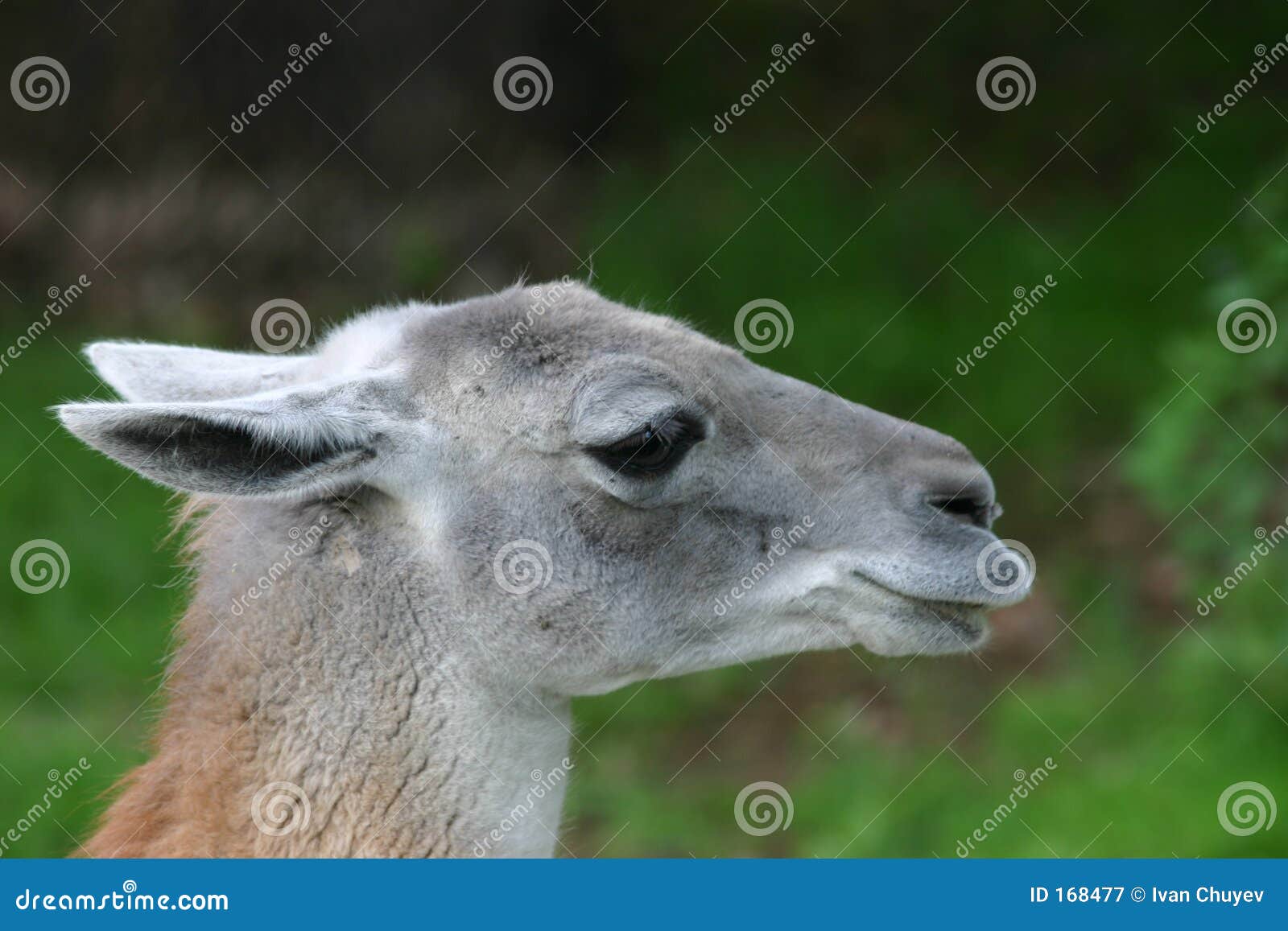 Guanaco stock image. Image of guanicoe, guanaco, domestic - 168477