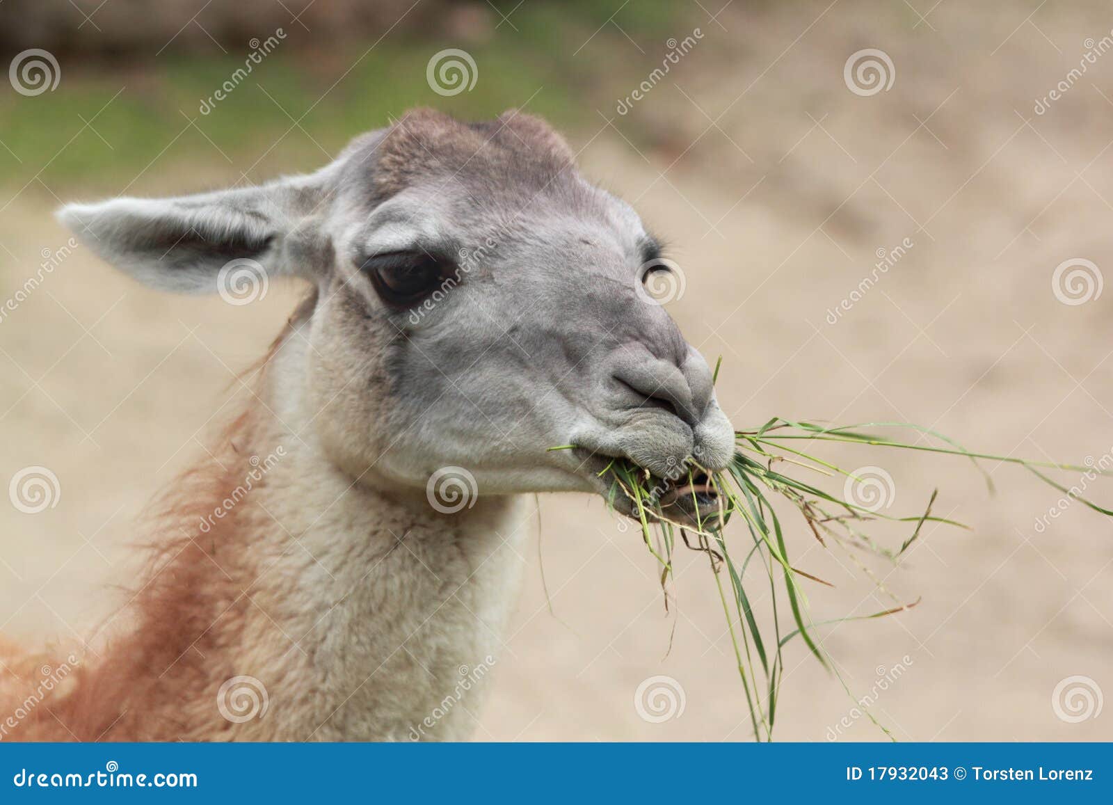Guanaco Fotos de archivo - Imagen: 17932043