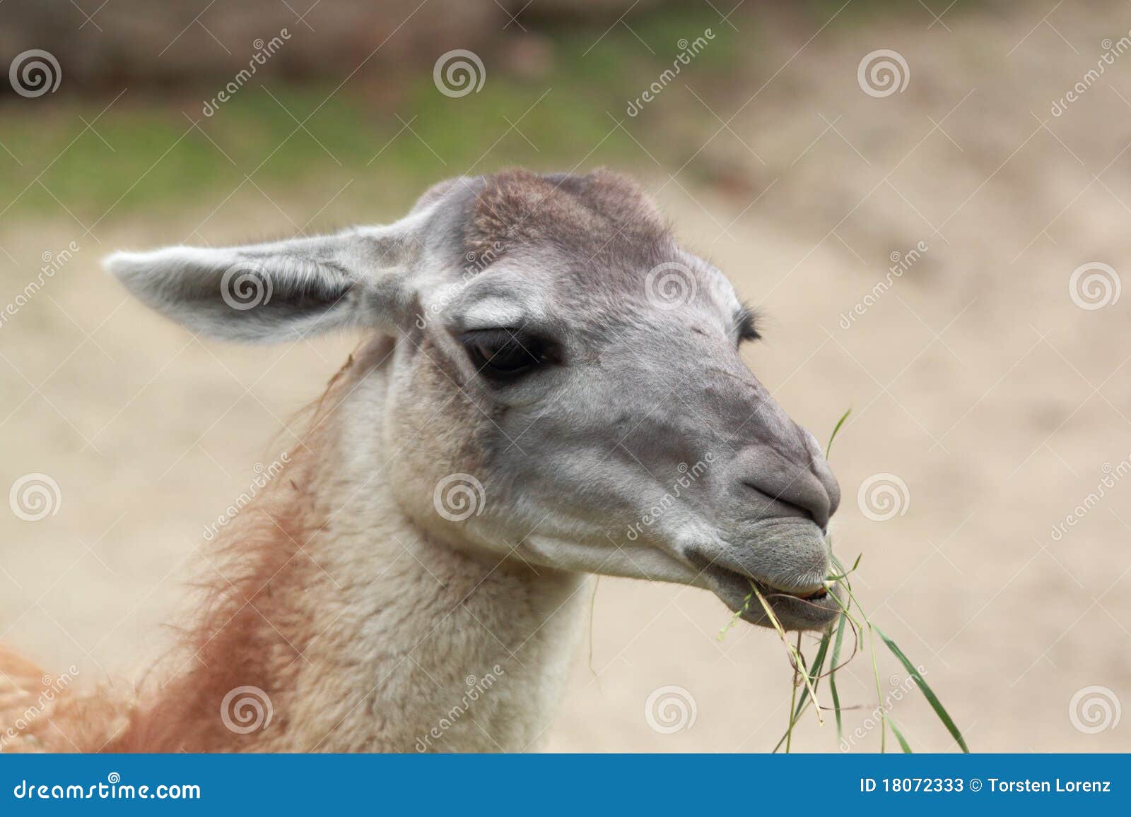 Guanaco stock image. Image of wildlife, head, guanaco - 18072333