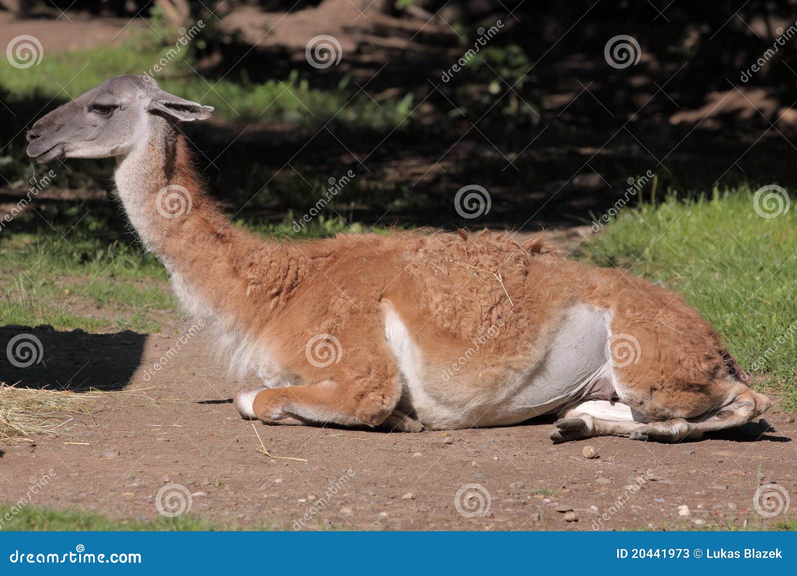 Guanaco stock image. Image of guanaco, camelid, nature - 20441973