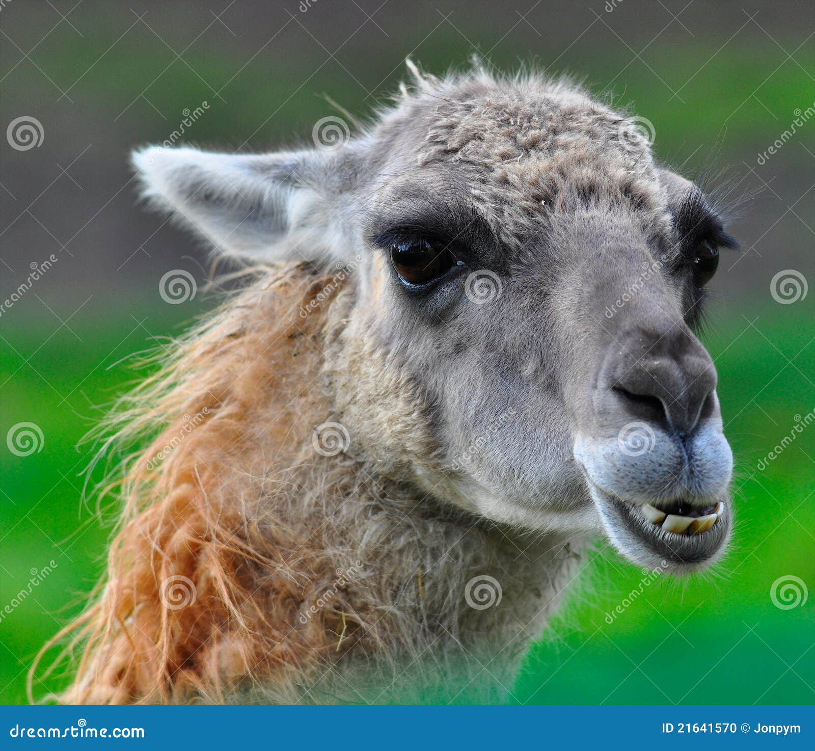 Guanaco stock photo. Image of alpaca, hair, argentina - 21641570