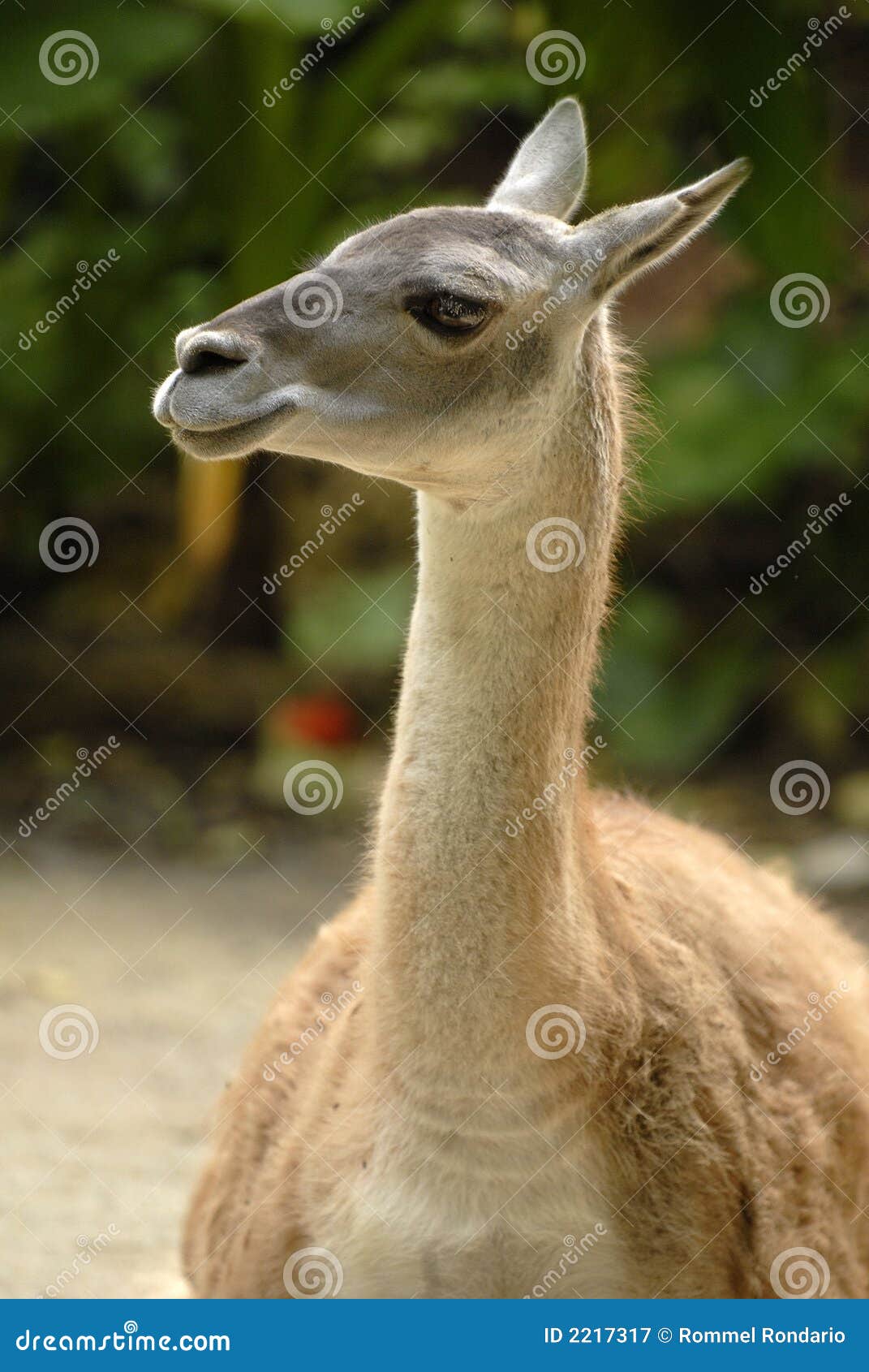Guanaco stock image. Image of fatigue, happy, alone, smiling - 2217317