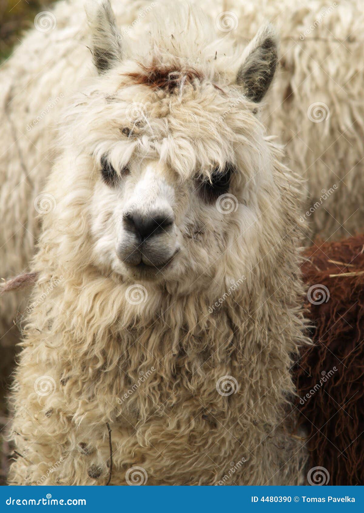 Guanaco stock photo. Image of argentina, guanaco, alpaca - 4480390