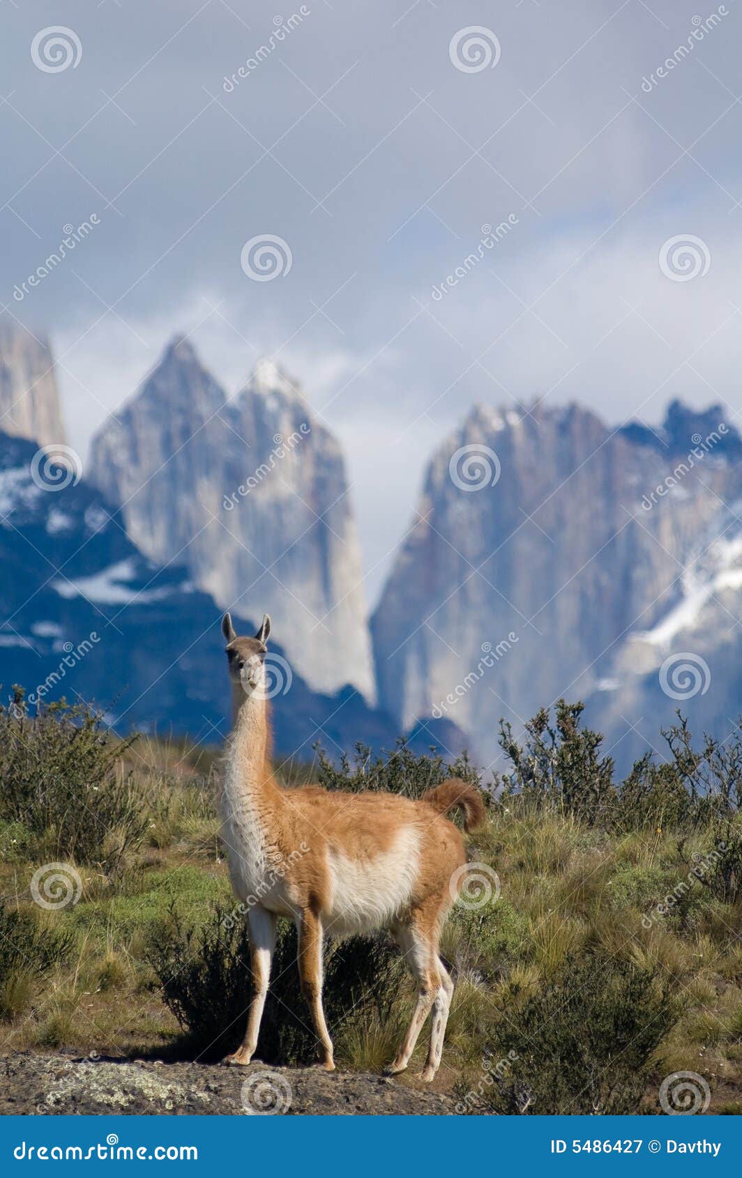 Guanaco stock image. Image of rock, peak, snow, vicuna - 5486427
