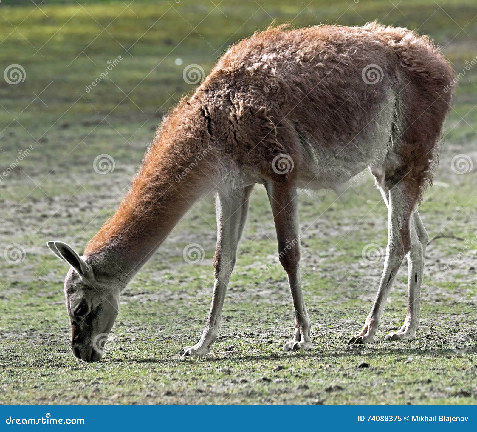 Guanaco fotografering för bildbyråer. Bild av bläddra - 74088375