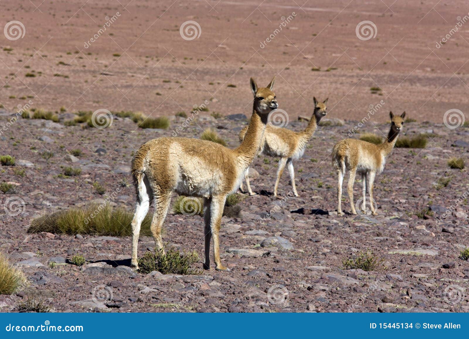 Guanaco in the Atacama Desert - Chile Stock Photo - Image of group ...