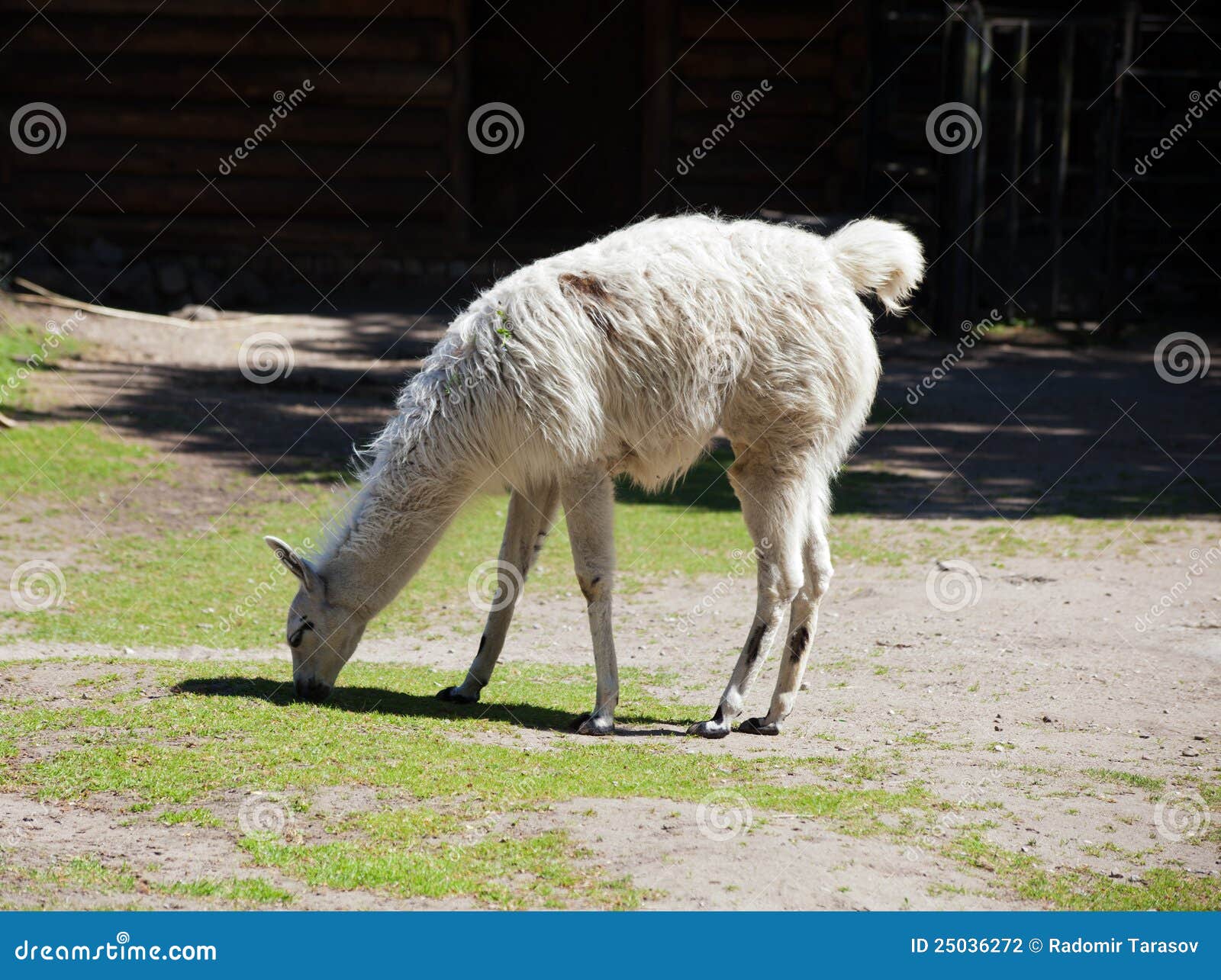 Guanaco in city zoo stock photo. Image of nature, mammal - 25036272
