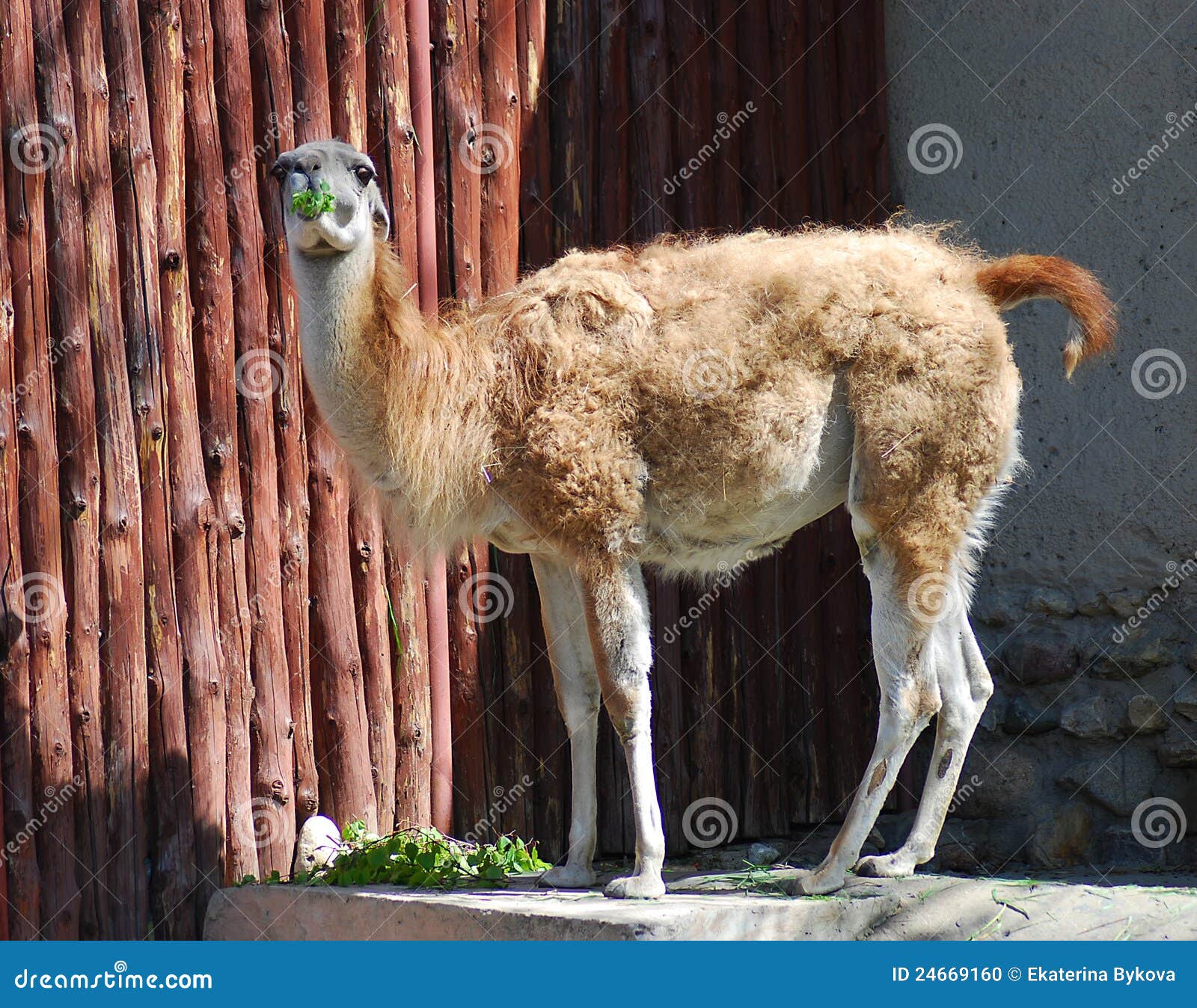 Guanaco Eating Green Leaves Stock Photo - Image of lama, closeup: 24669160