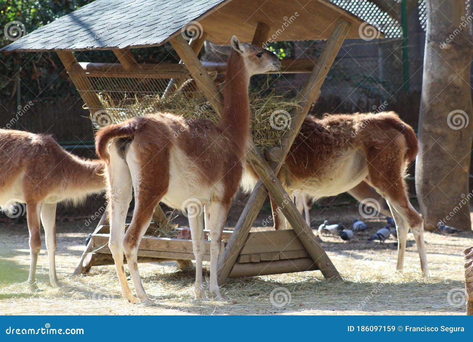 Guanaco Eating on a Sunny Spring Day Stock Image - Image of cute ...