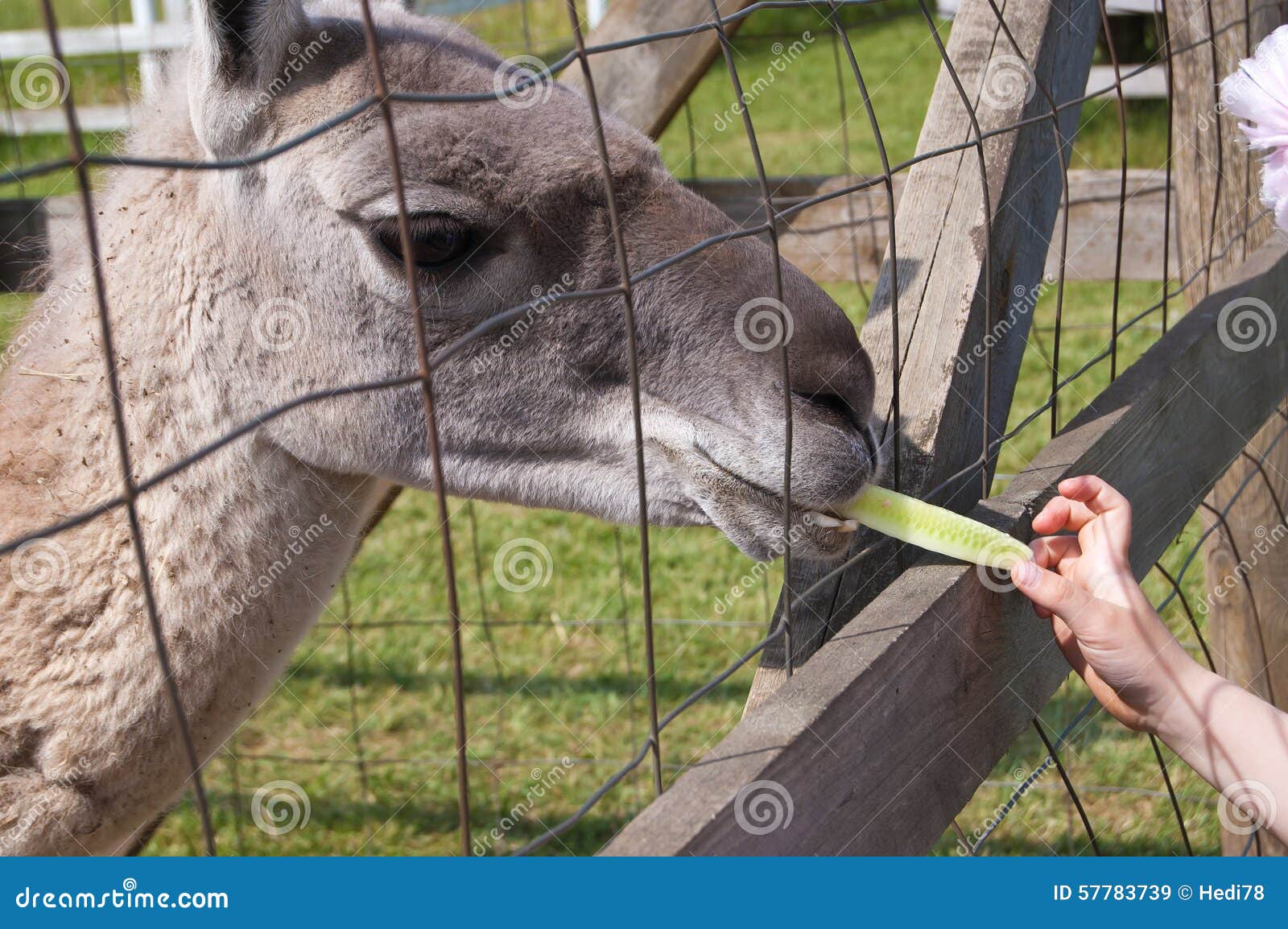 Guanaco stock image. Image of food, teeth, mouth, feed - 57783739