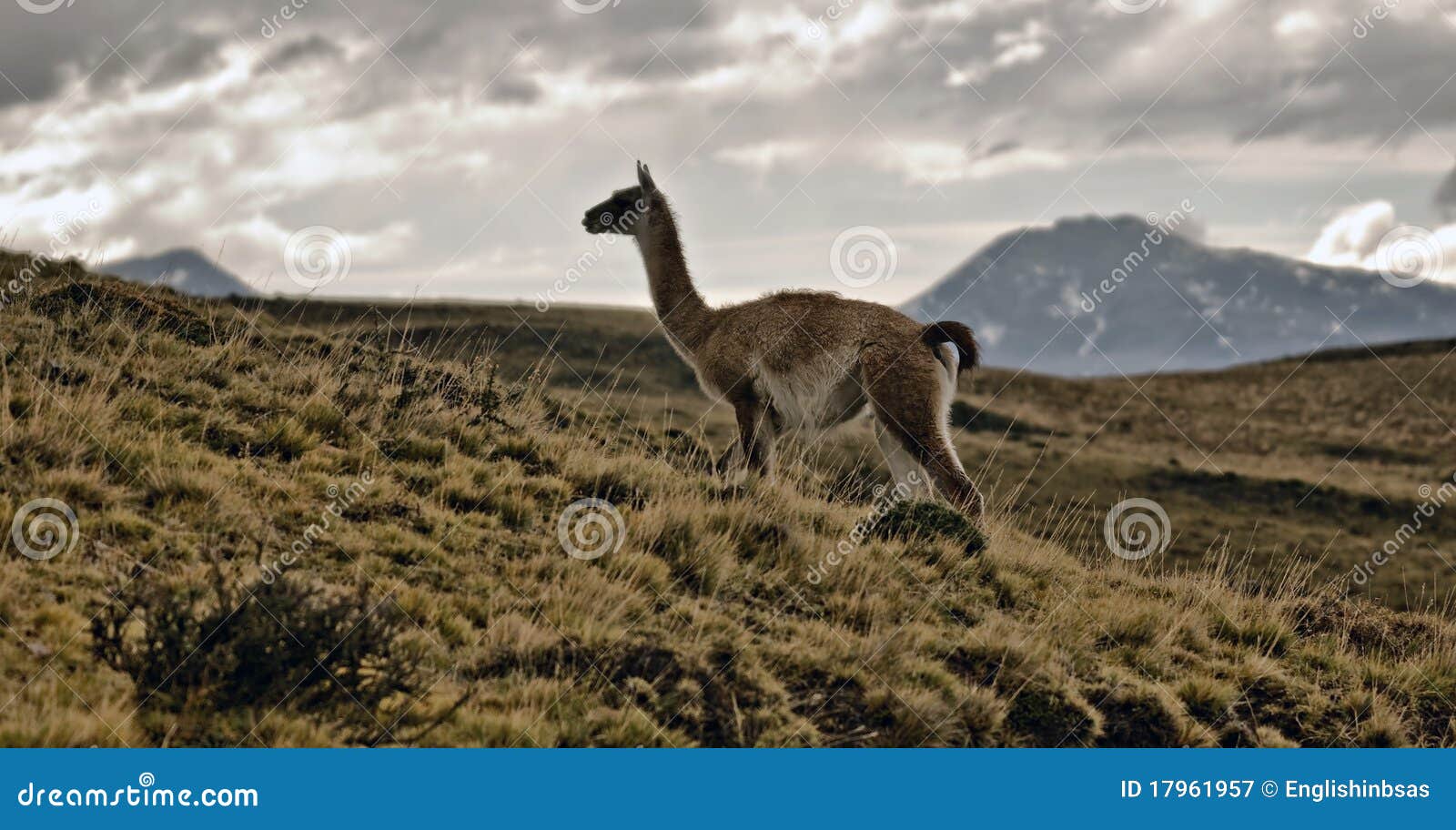 Guanaco Grazing in South America Stock Image - Image of patagonian ...